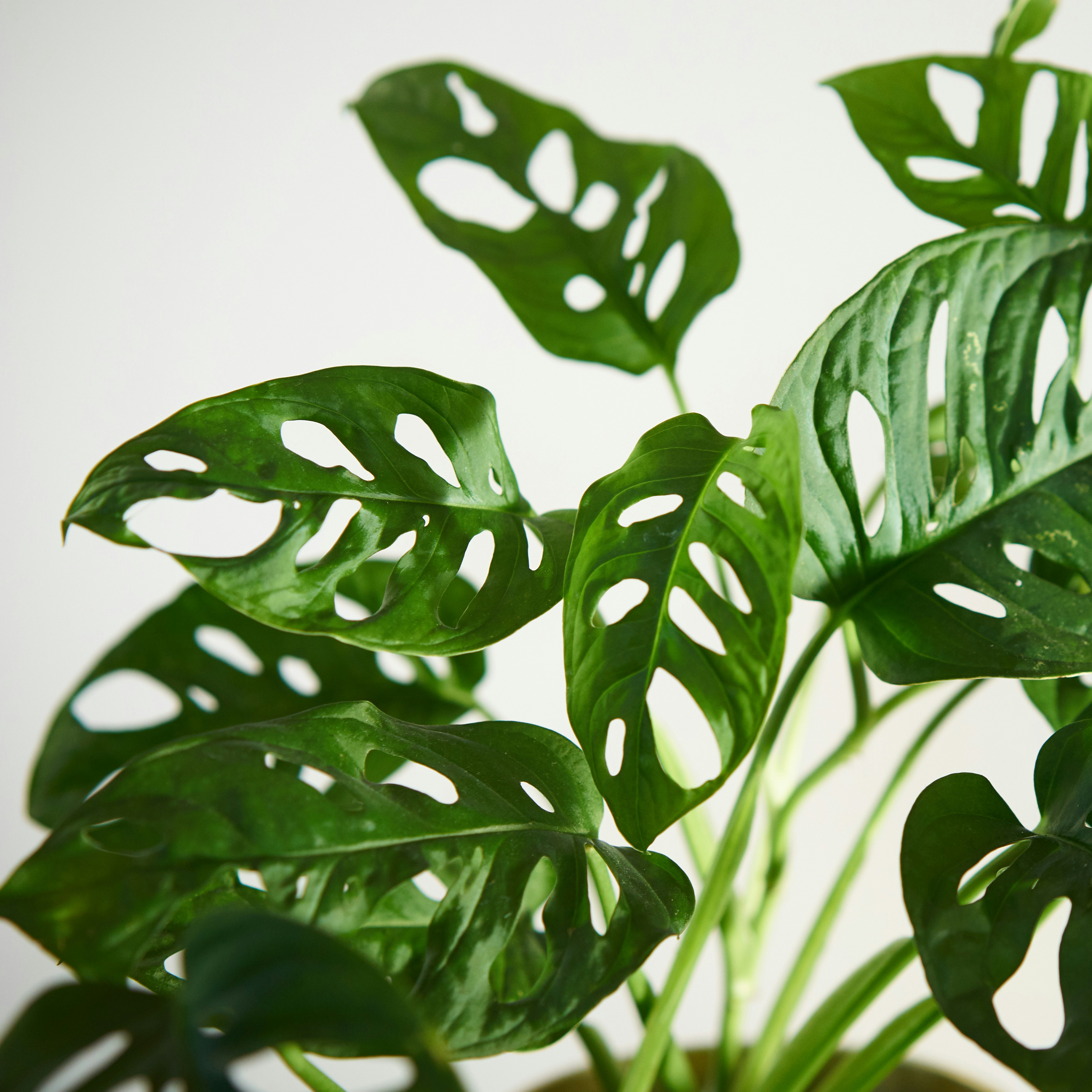 Green Lacework: Monstera Leaves Against a Soft White Backdrop