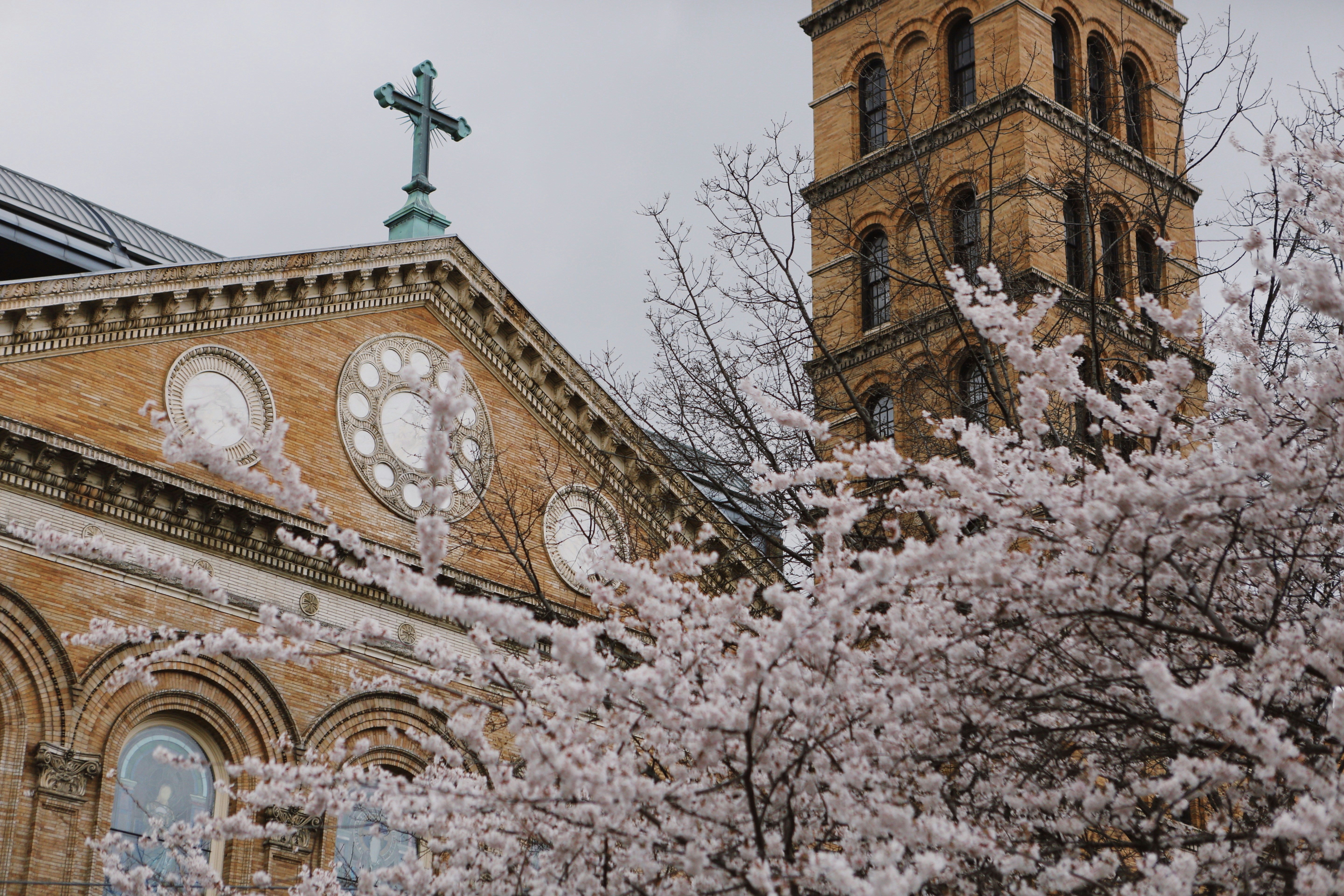 Blossoms Against Bell Tower: Echoes of Spring on a Sacred Facade