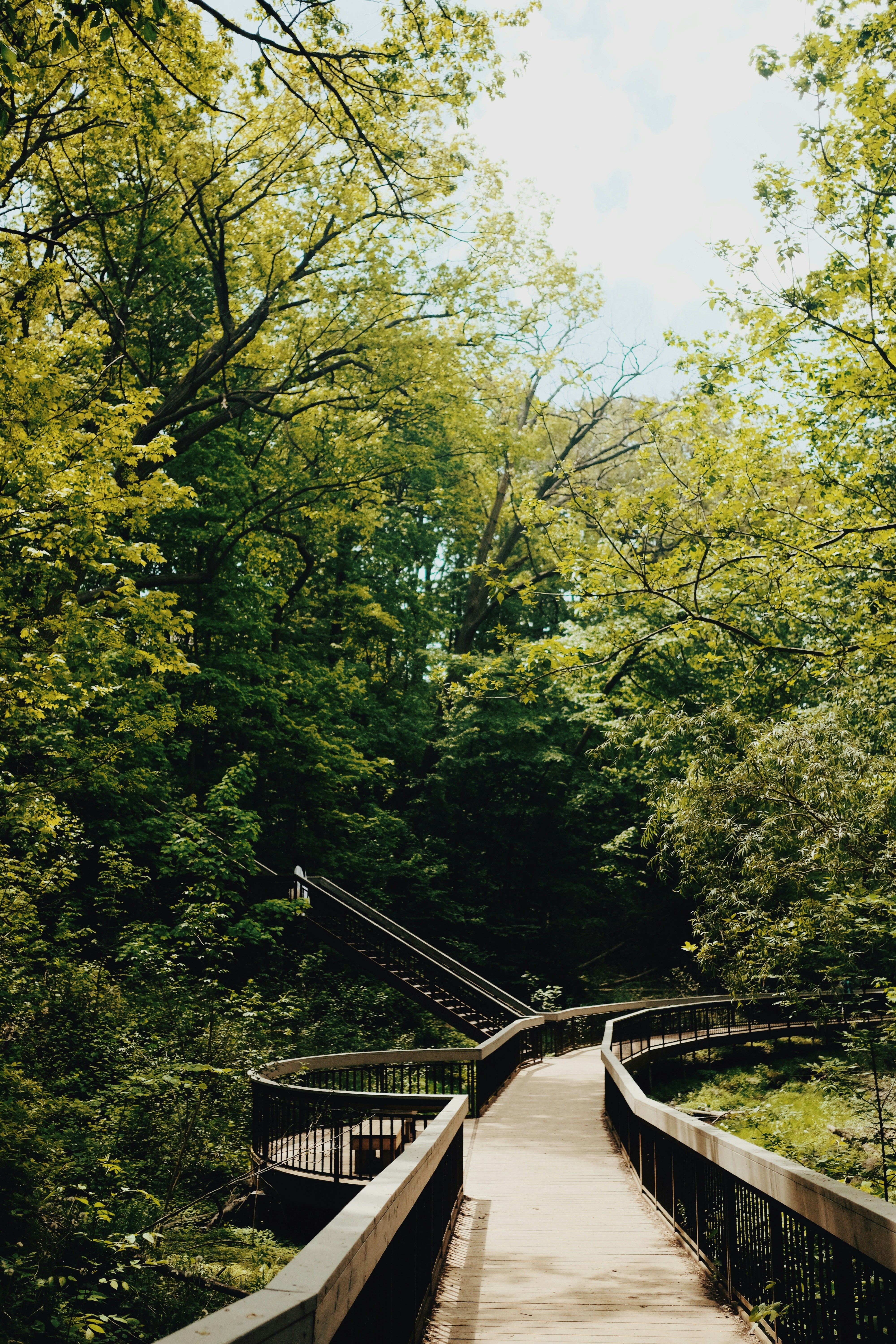 Sunlit Curves: A Wooden Boardwalk Winding Into a Shadowed Green Corridor