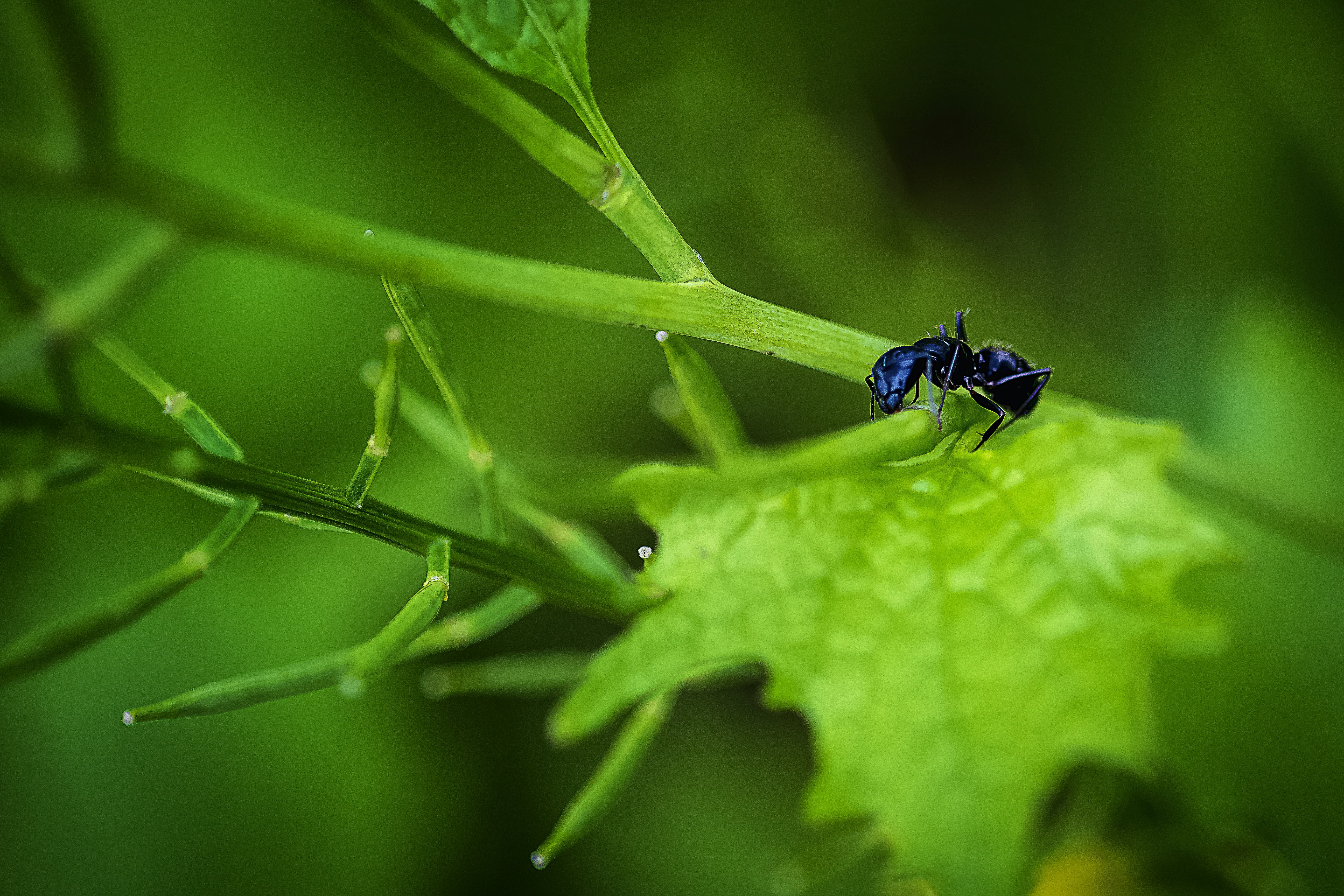 Azure beetle on emerald leaf: a quiet macro moment