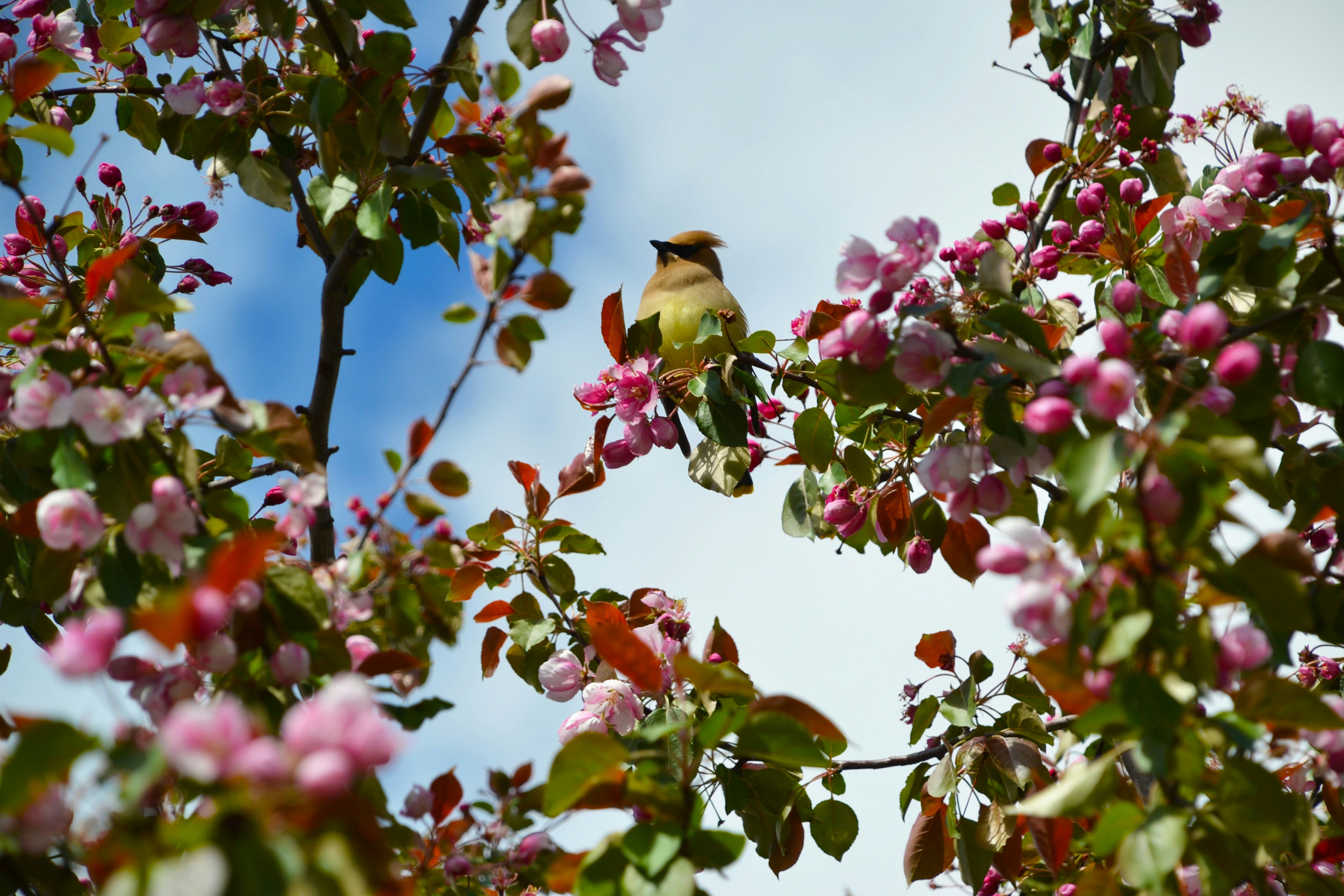 A bird perched amidst vibrant pink blossoms under a bright sky, showcasing the beauty of nature in spring.