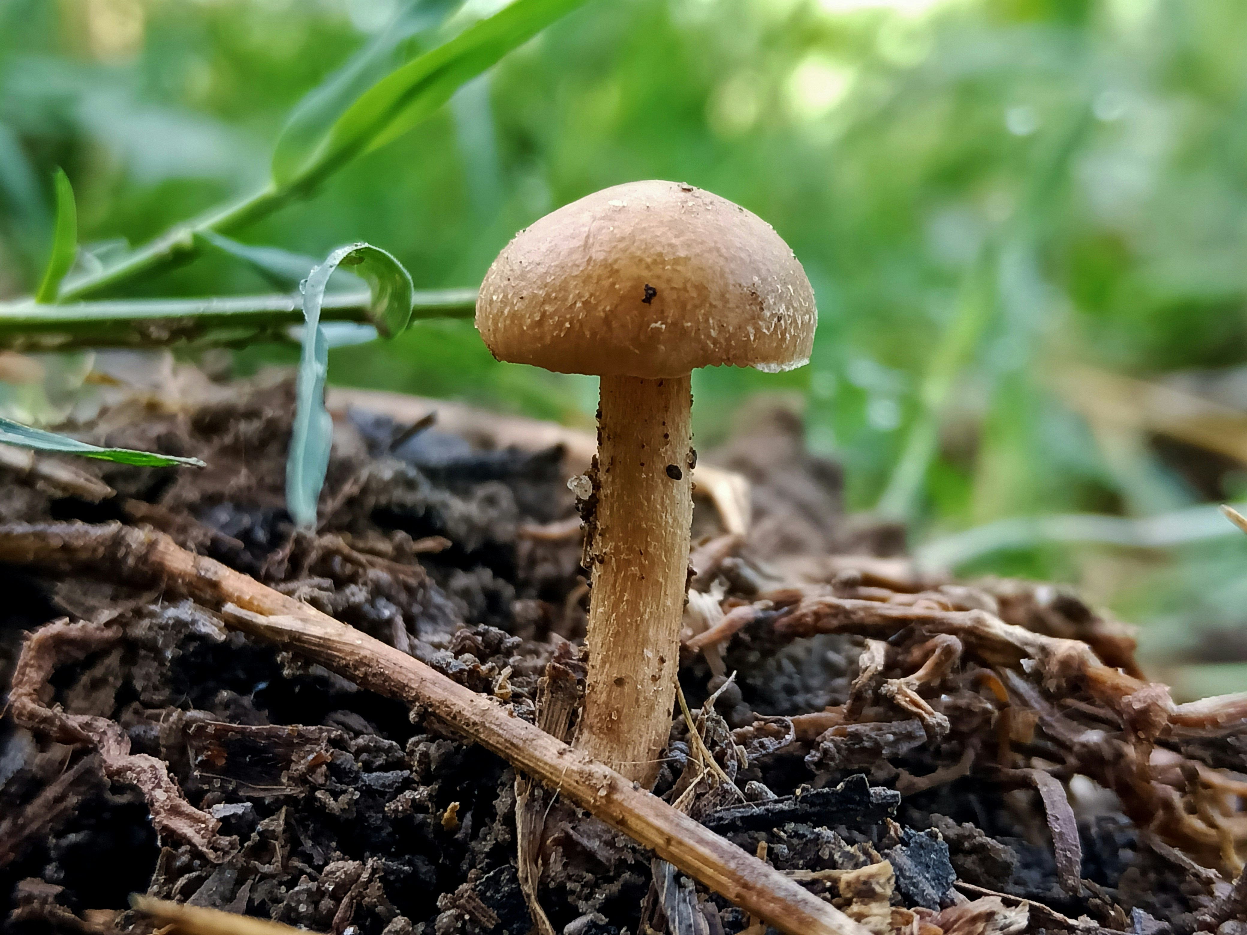 A solitary mushroom stands tall amidst earthy textures and green foliage, showcasing its delicate form. The image highlights the intricate details of the mushroom's cap and stem.