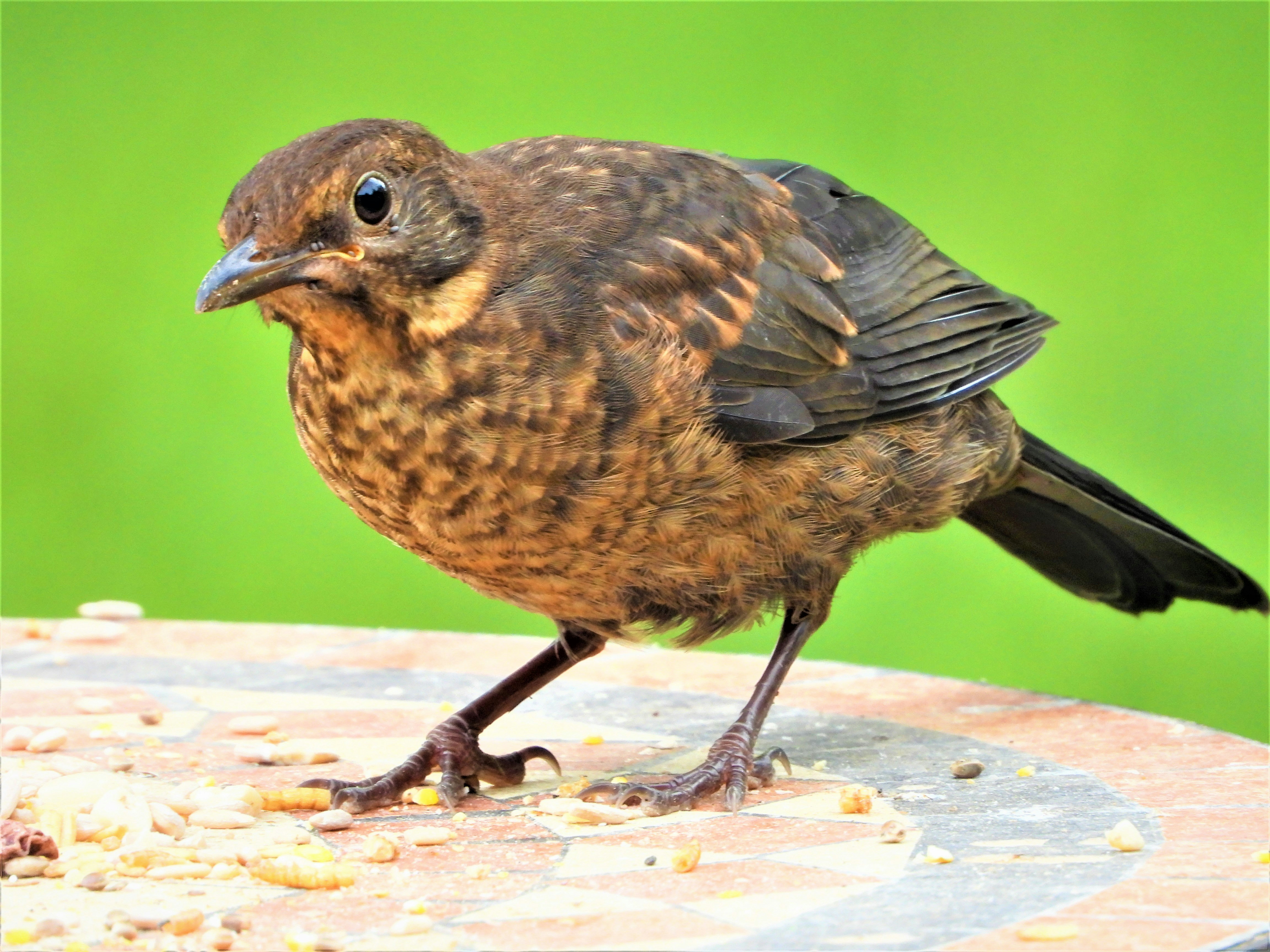 Grounded Perch: A Brown Bird Examines Crumbs on a Sunlit Platform