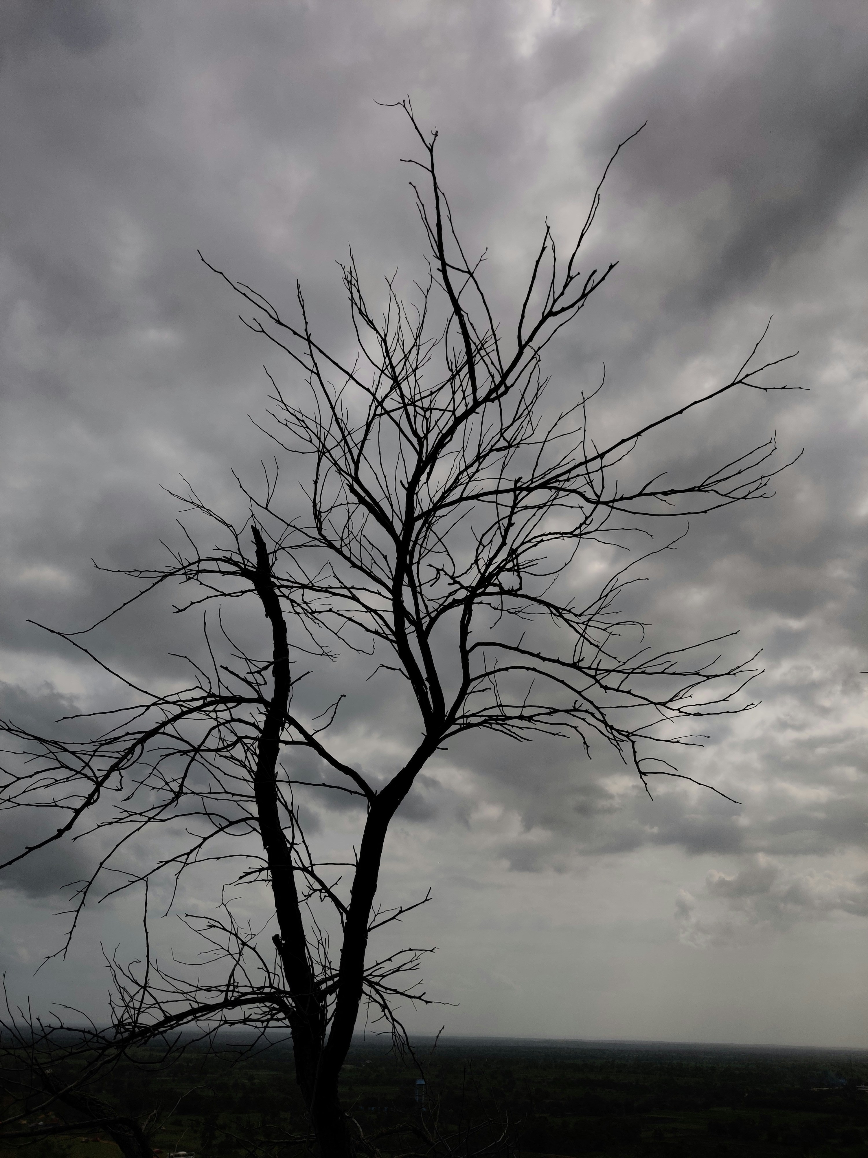 Bare tree silhouetted against a dramatic, cloudy sky, evoking a sense of solitude and endurance.