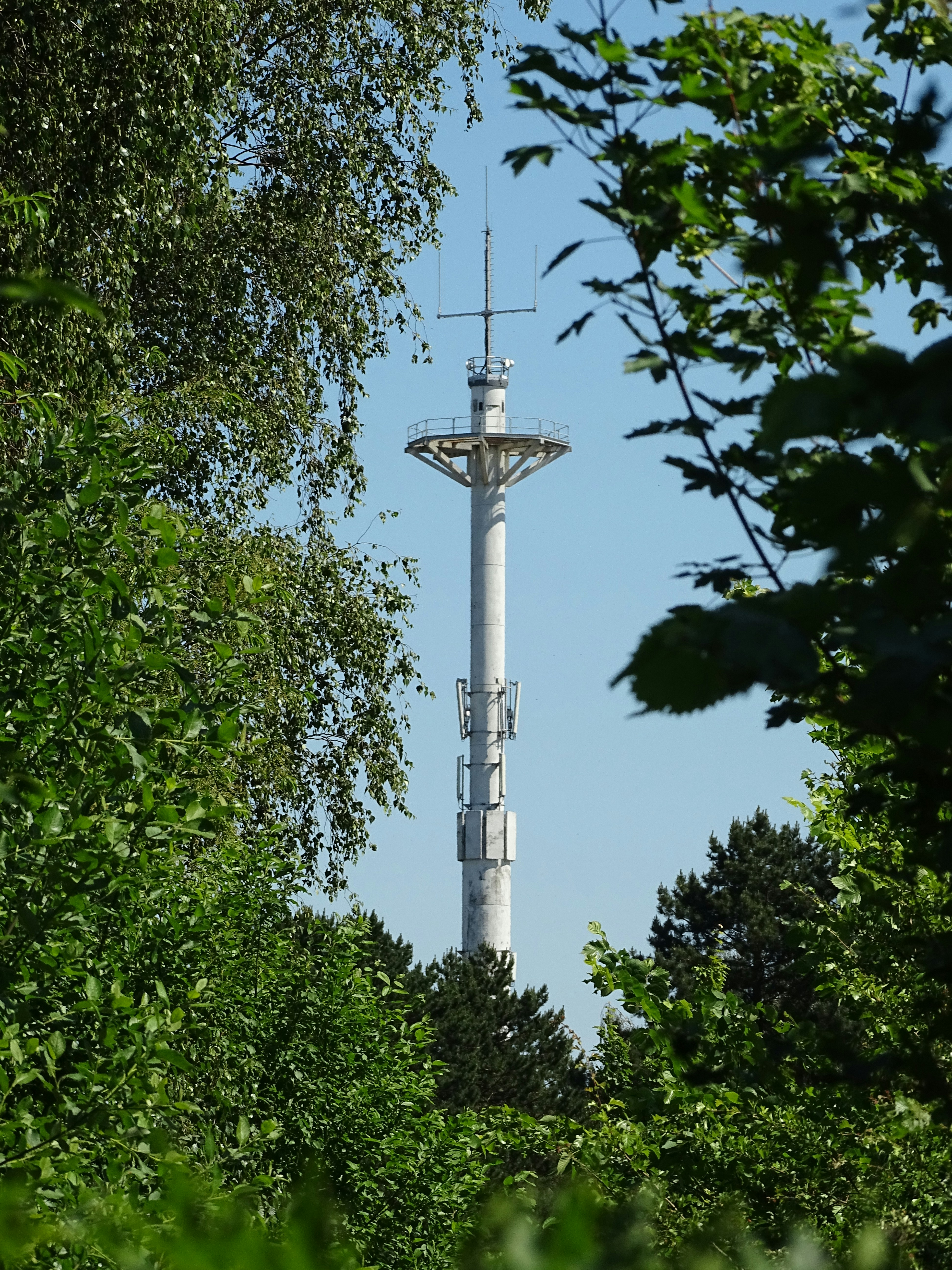 Telecommunication tower rising through lush foliage, framed by vibrant green leaves under a clear blue sky.