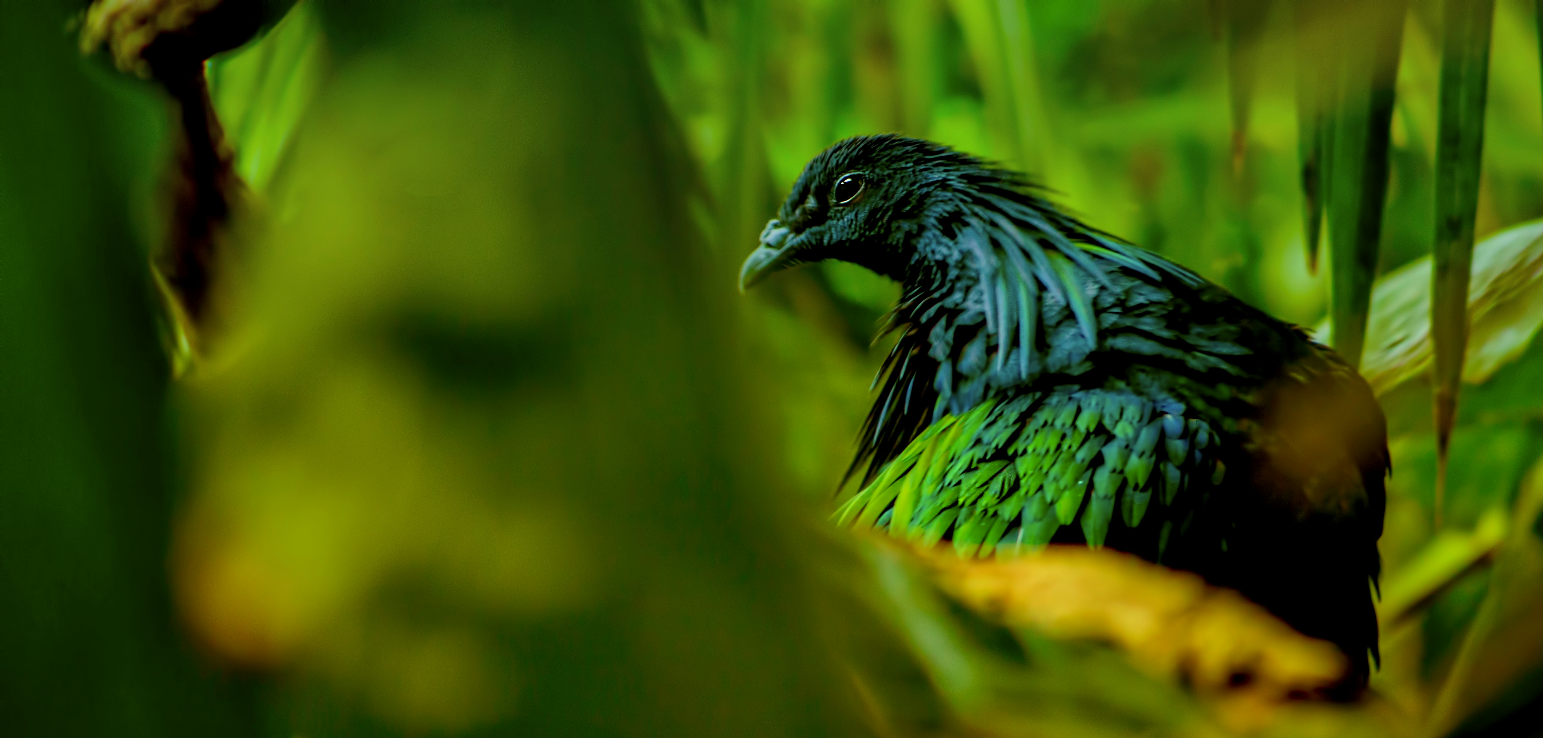 Emerald Plumage in the Understory: A Green-Feathered Bird Hidden Among Leaves