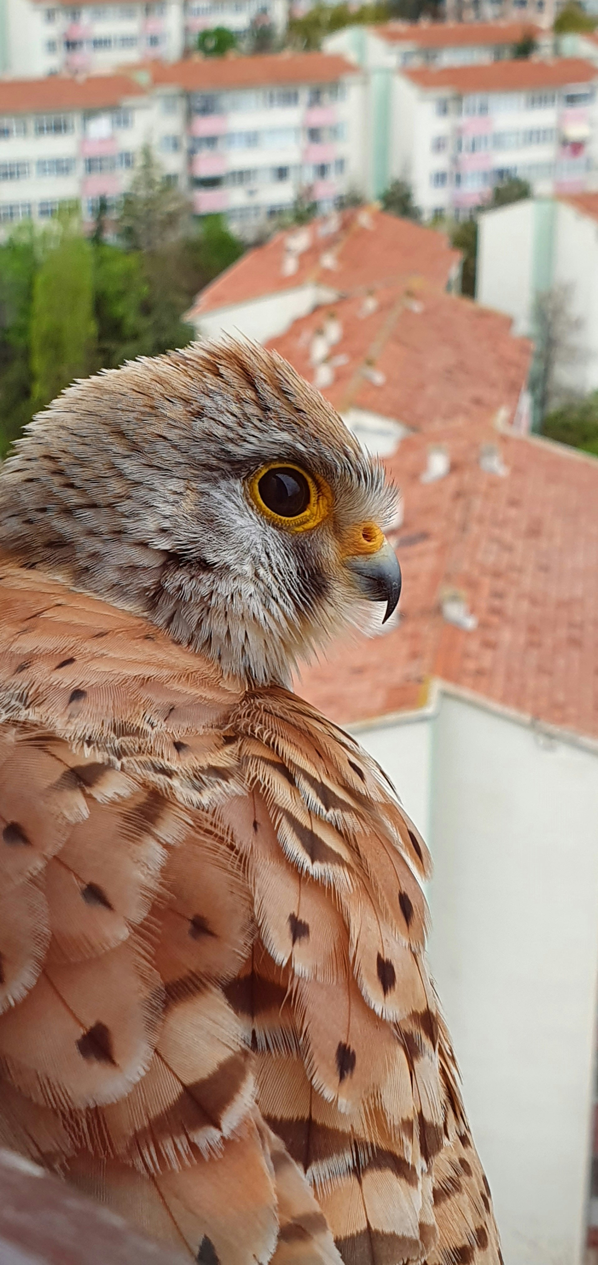 City Kestrel: Close-Up Portrait Over Red-Tiled Rooftops