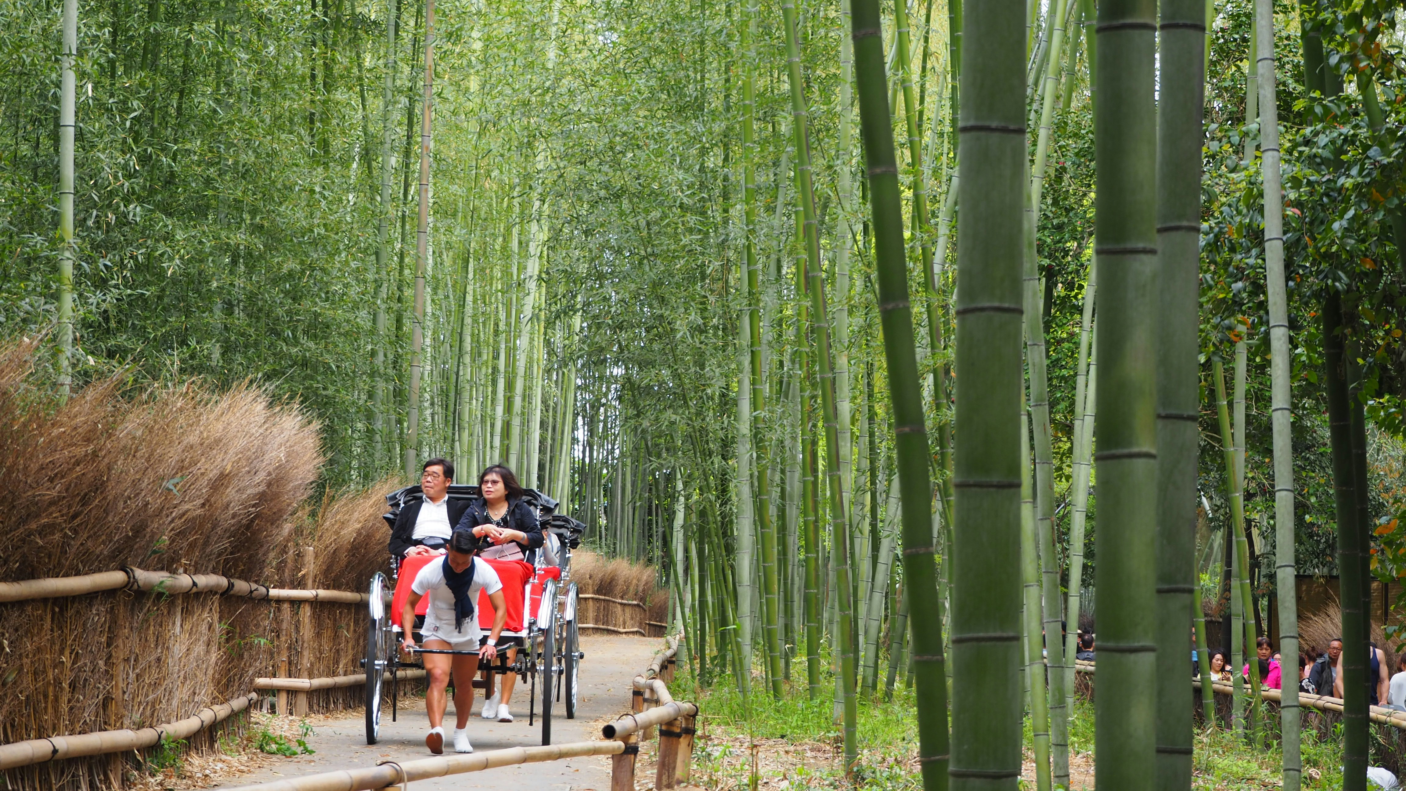 Rickshaw ride through a serene bamboo grove with towering green stalks.