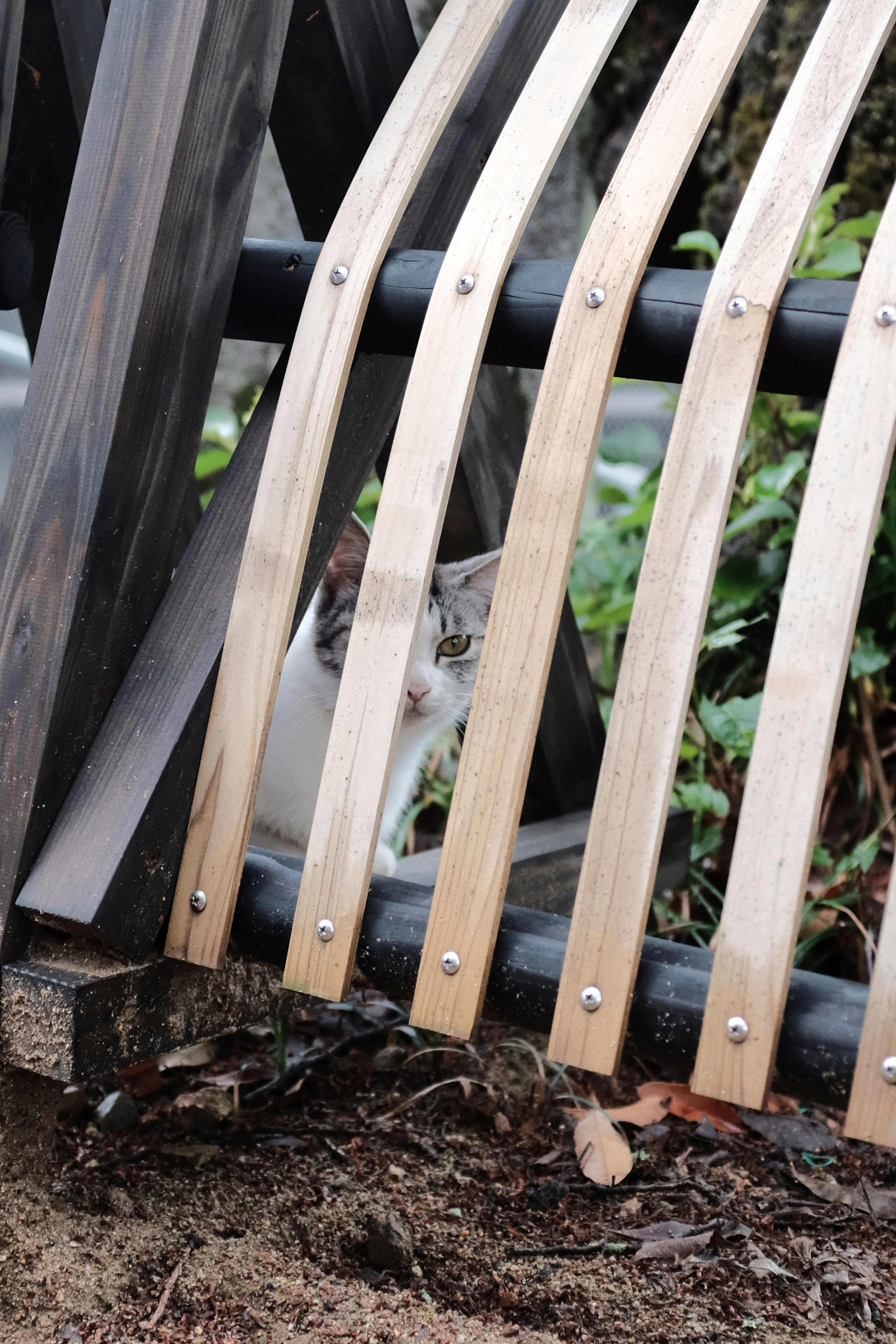 Hidden Feline Behind Wooden Slats