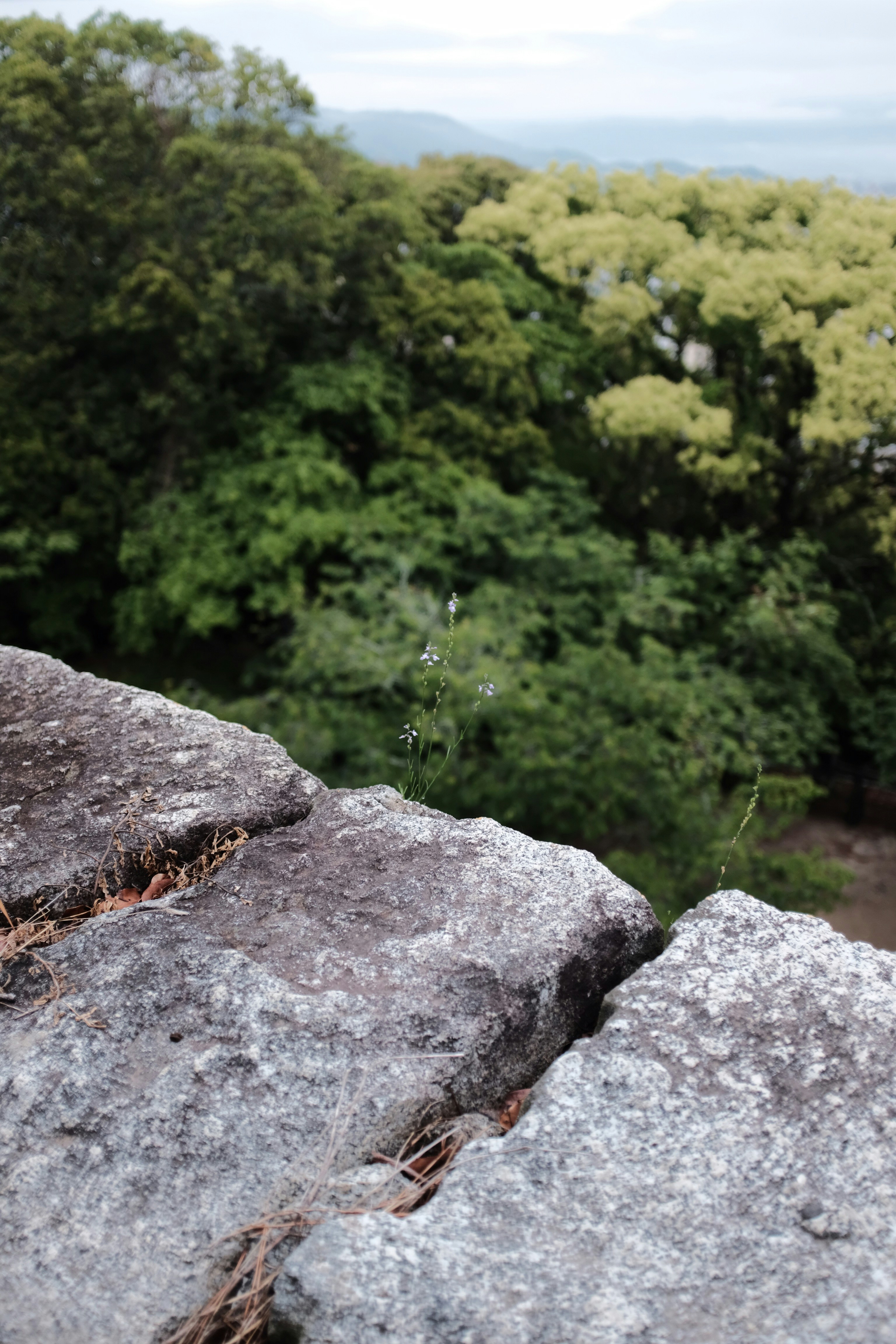 Edge of the Cliff: Quiet Stone Fragments Overlooking a Forest Scene