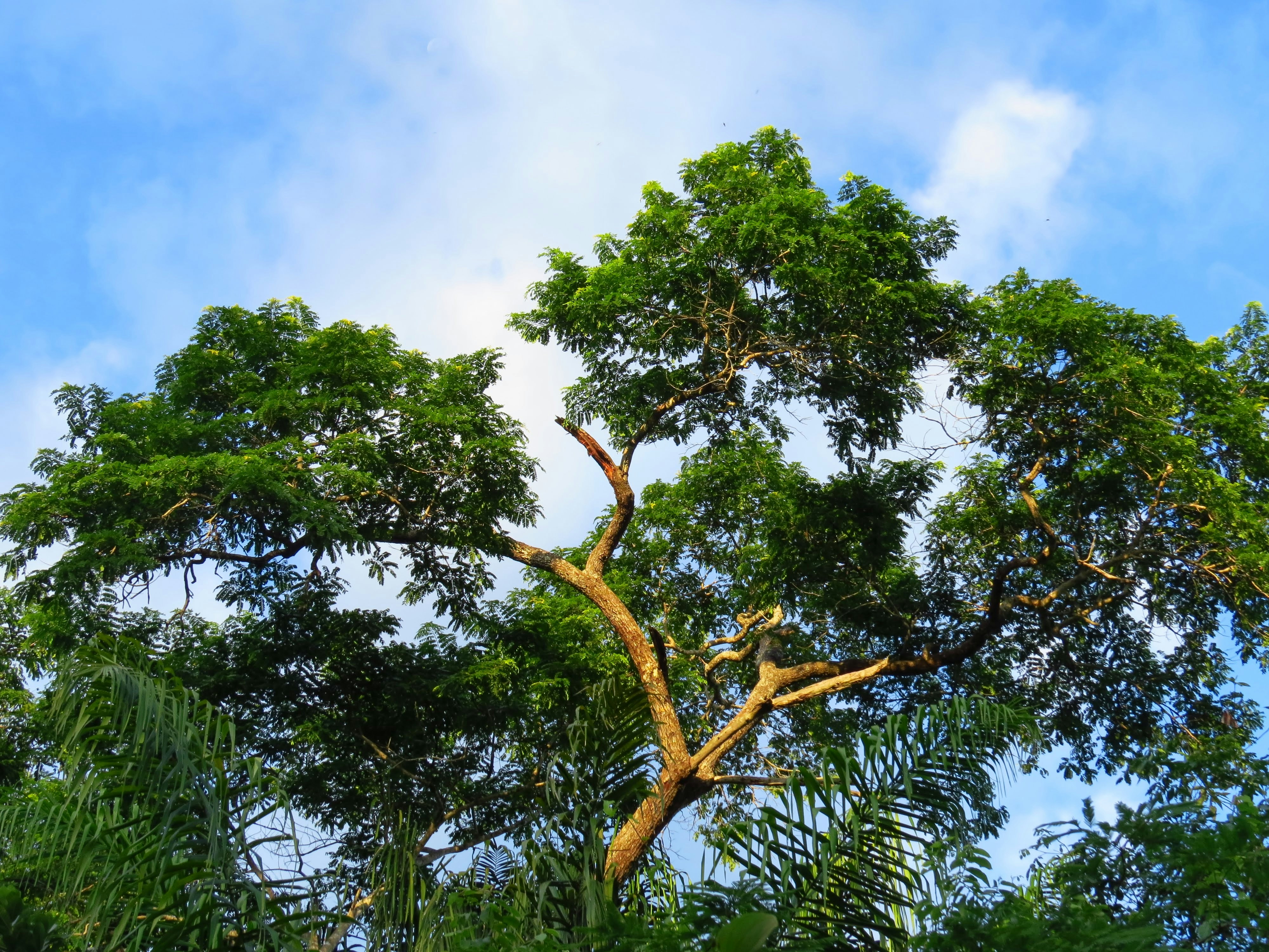 Green tree under blue sky during daytime photo – Free Cantá Image on ...