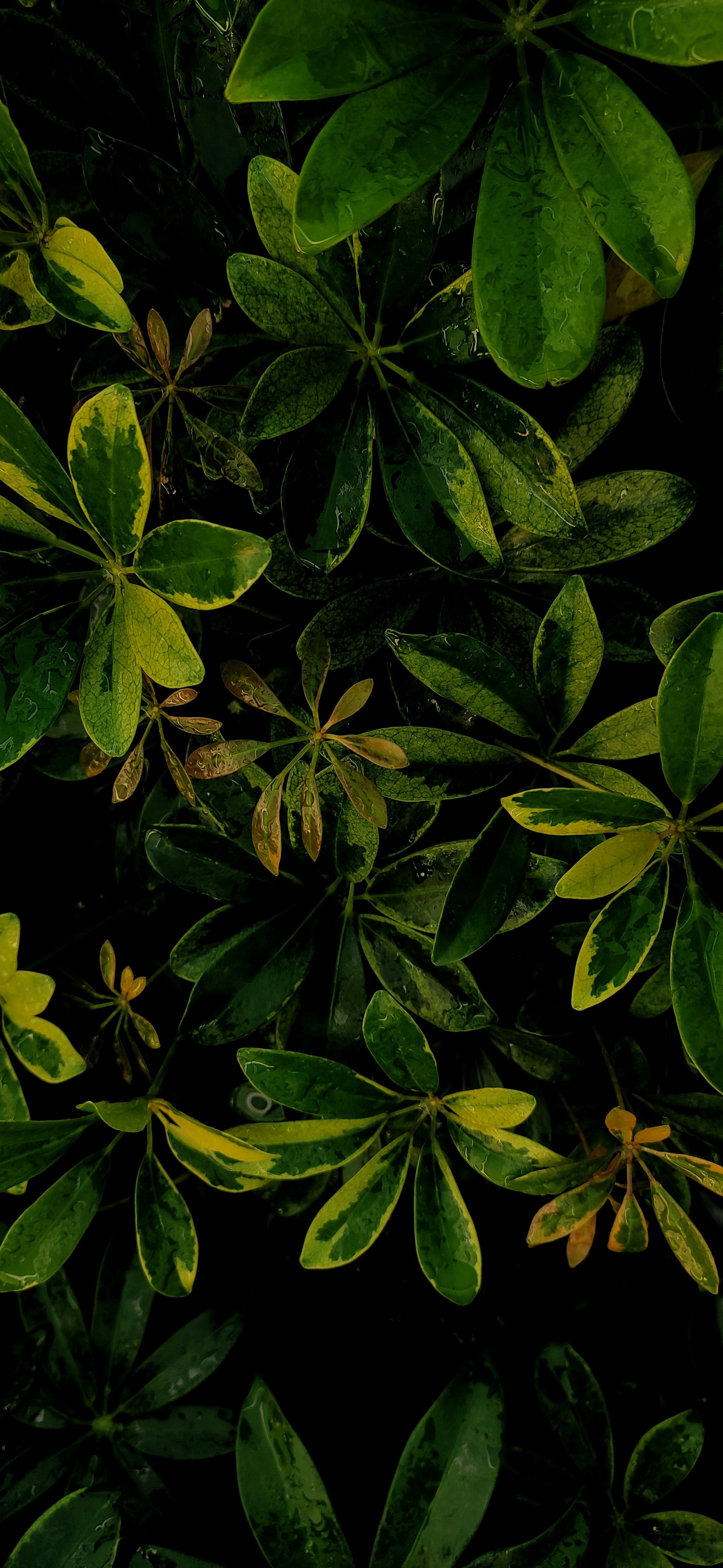 Close-up of lush green leaves with varying shades and textures, accented by droplets of water. The composition highlights the beauty of natural foliage.