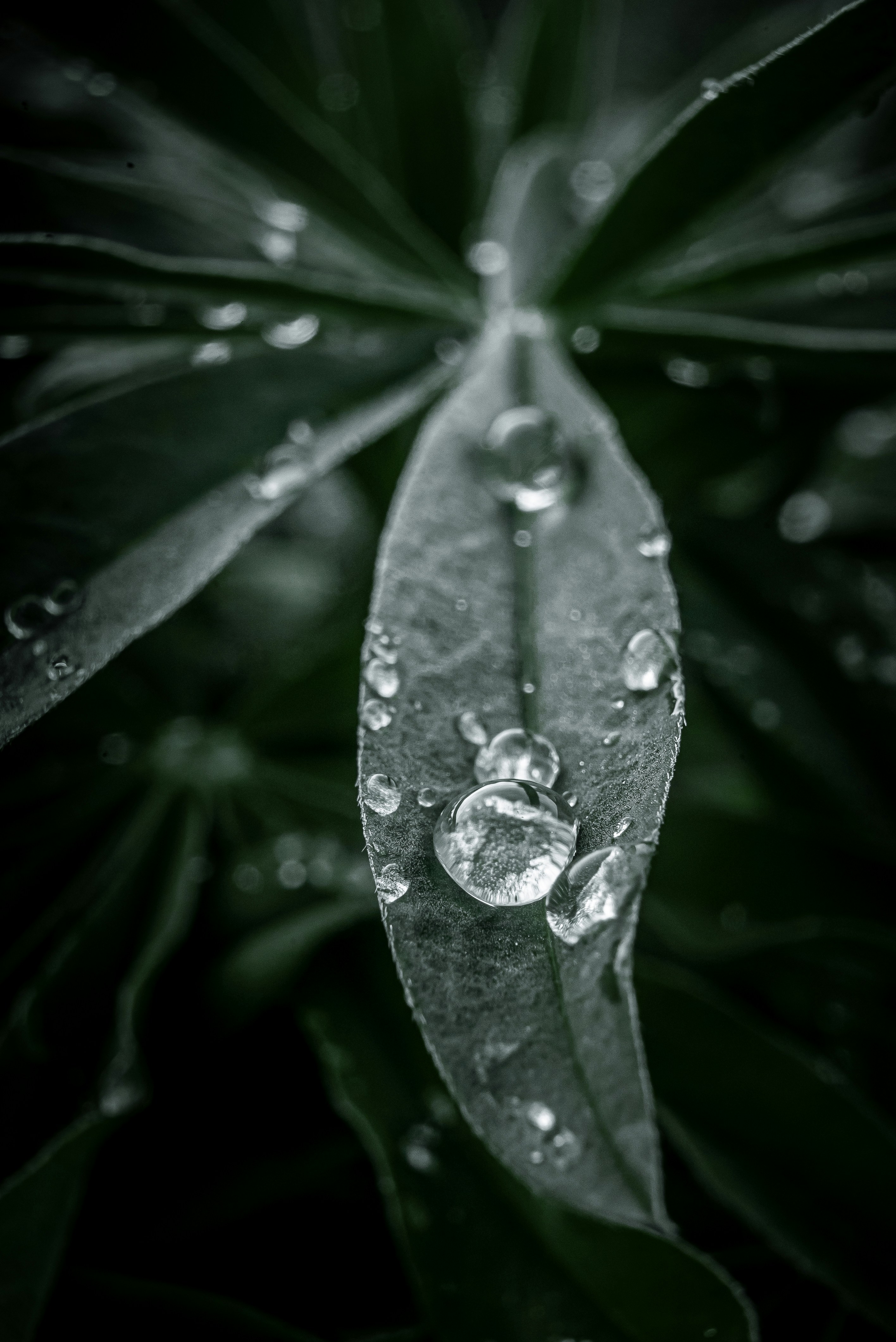 Dewlit Vein: A Monochrome Macro of a Rain-Kissed Leaf
