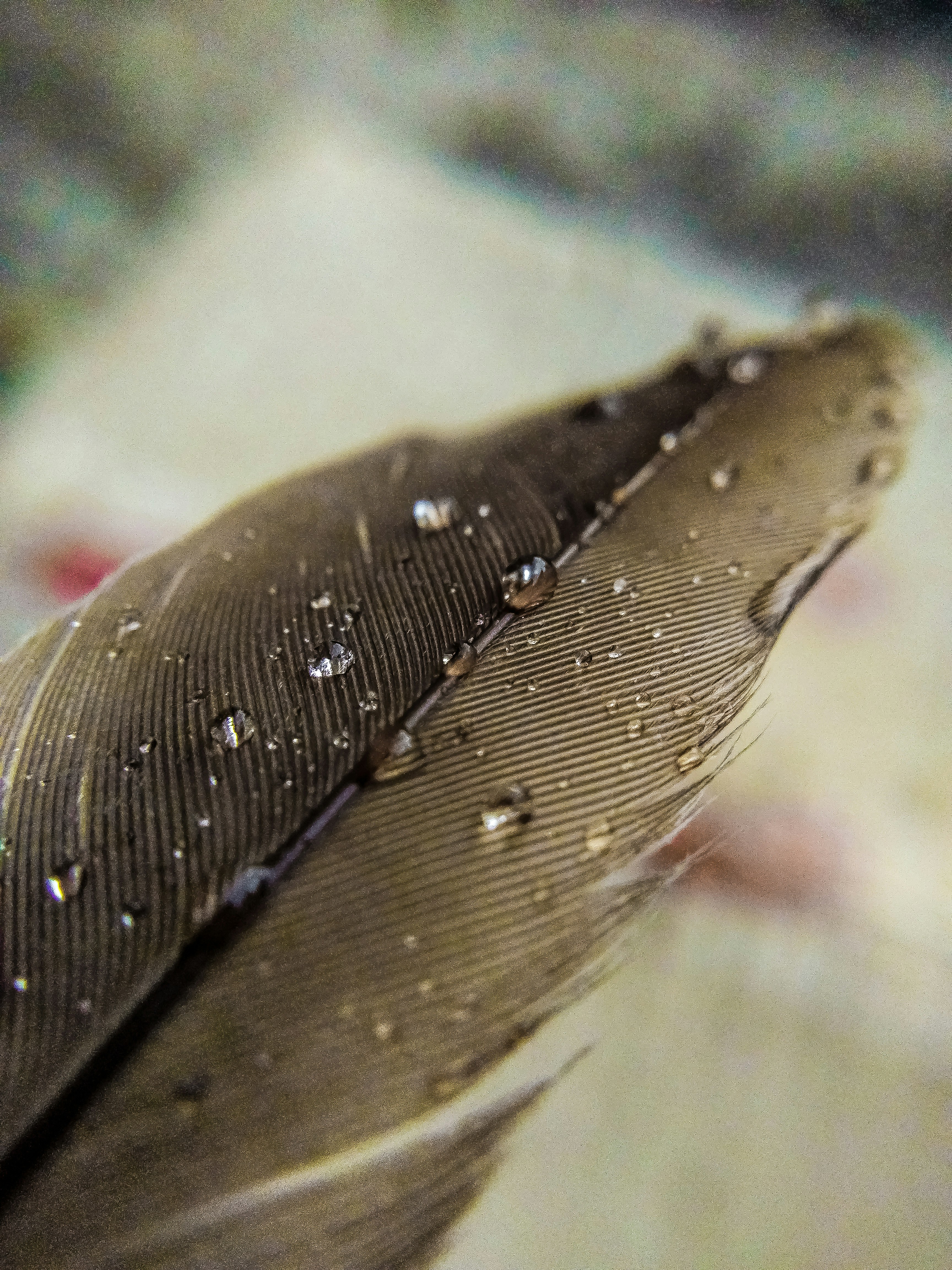 Nature's Delicate Canvas: A Feather's Tale