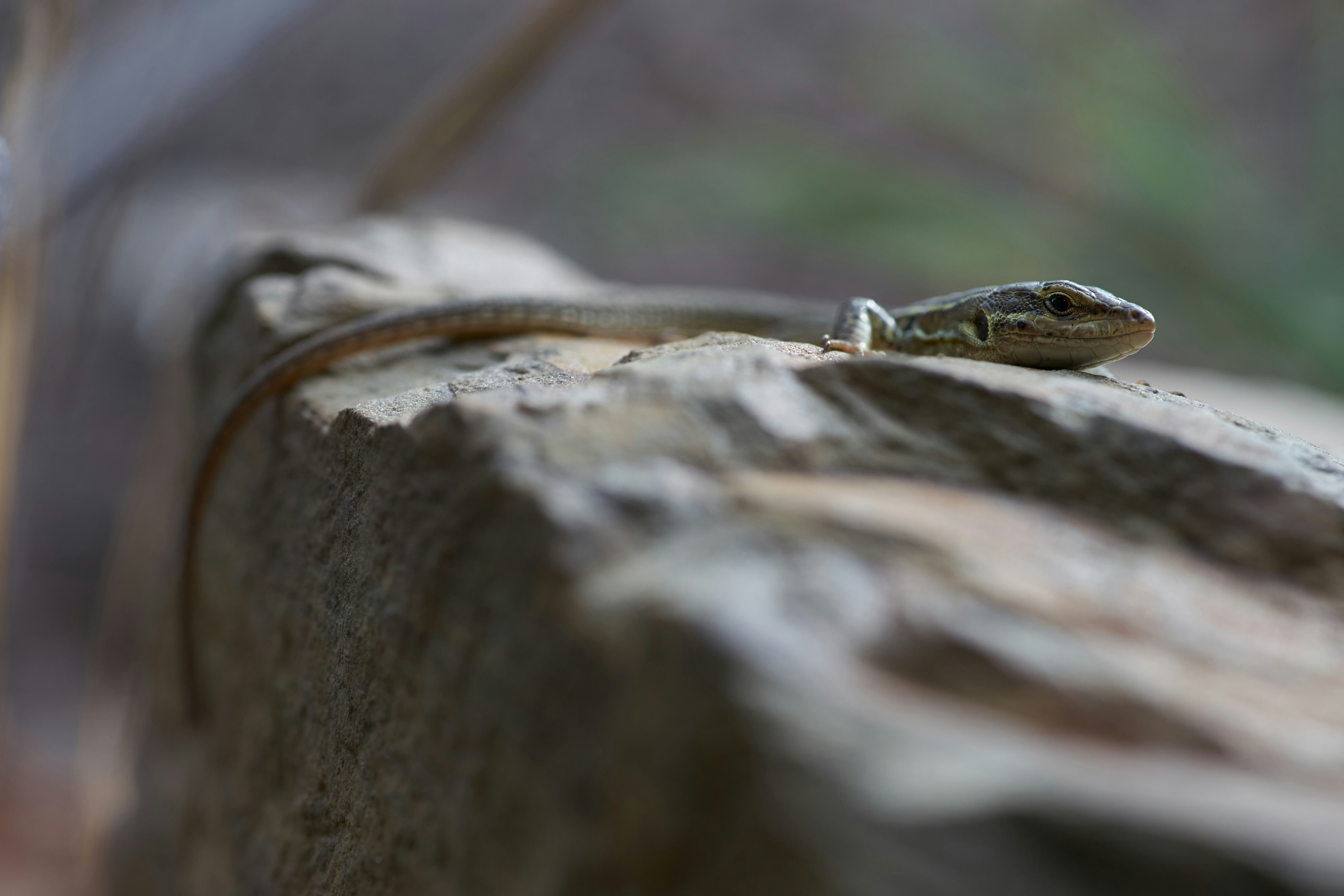 A lizard perched on a rugged stone, blending seamlessly with its natural surroundings. The soft focus in the background enhances the creature's subtle beauty.