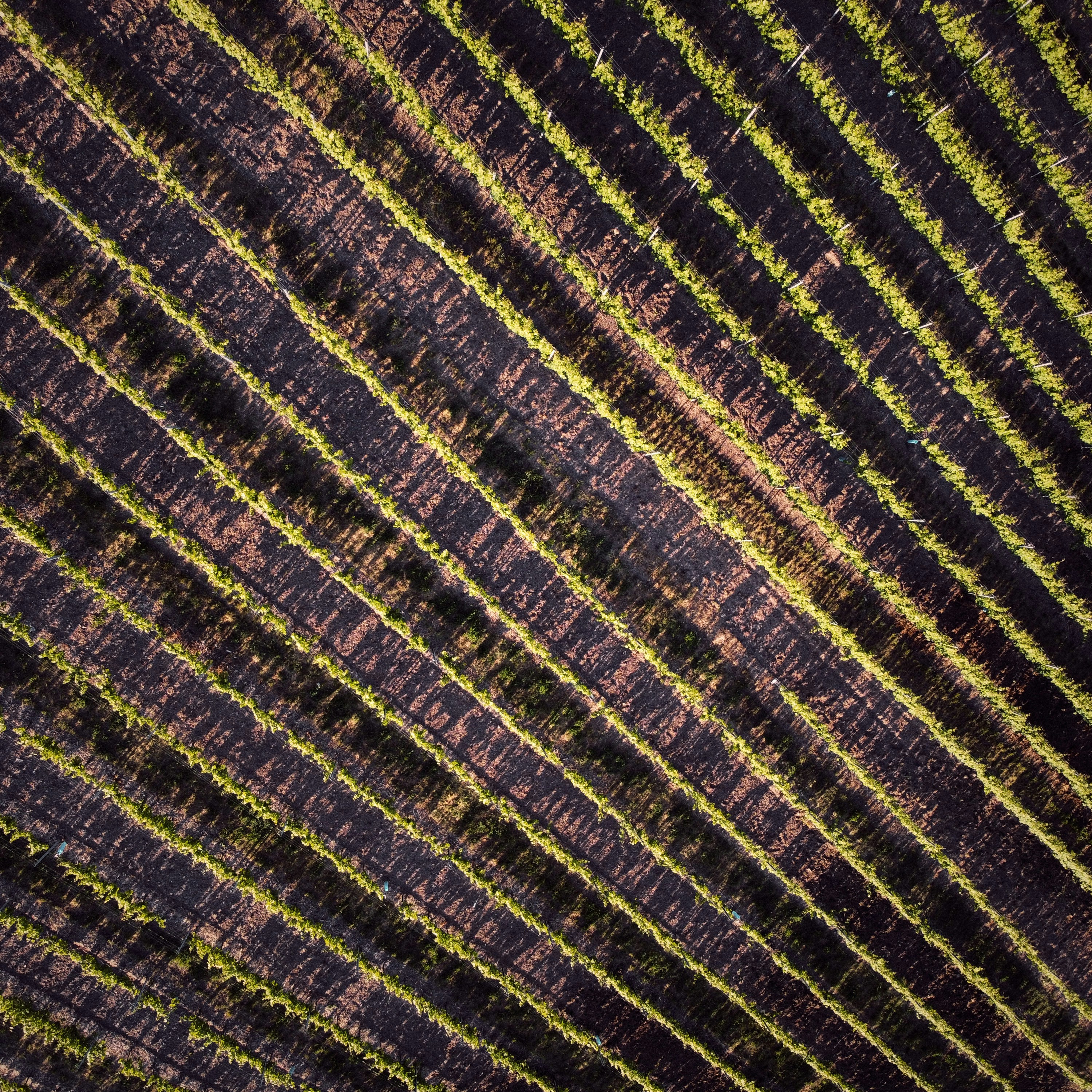 Aerial view of meticulously arranged vineyard rows, showcasing the patterns created by the soil and foliage. The interplay of light and shadow adds depth to the landscape.