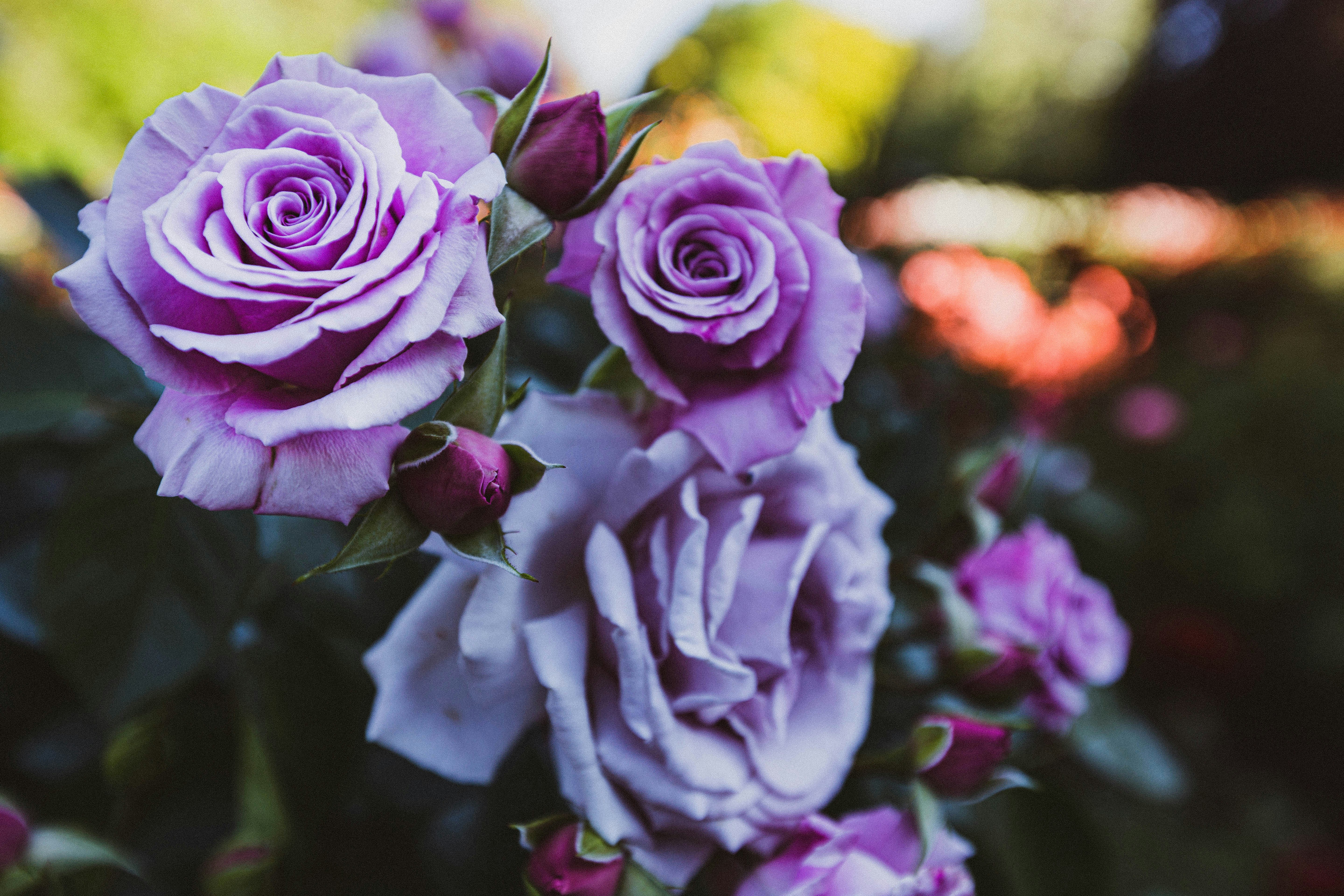 Lavender Blooms in Focus