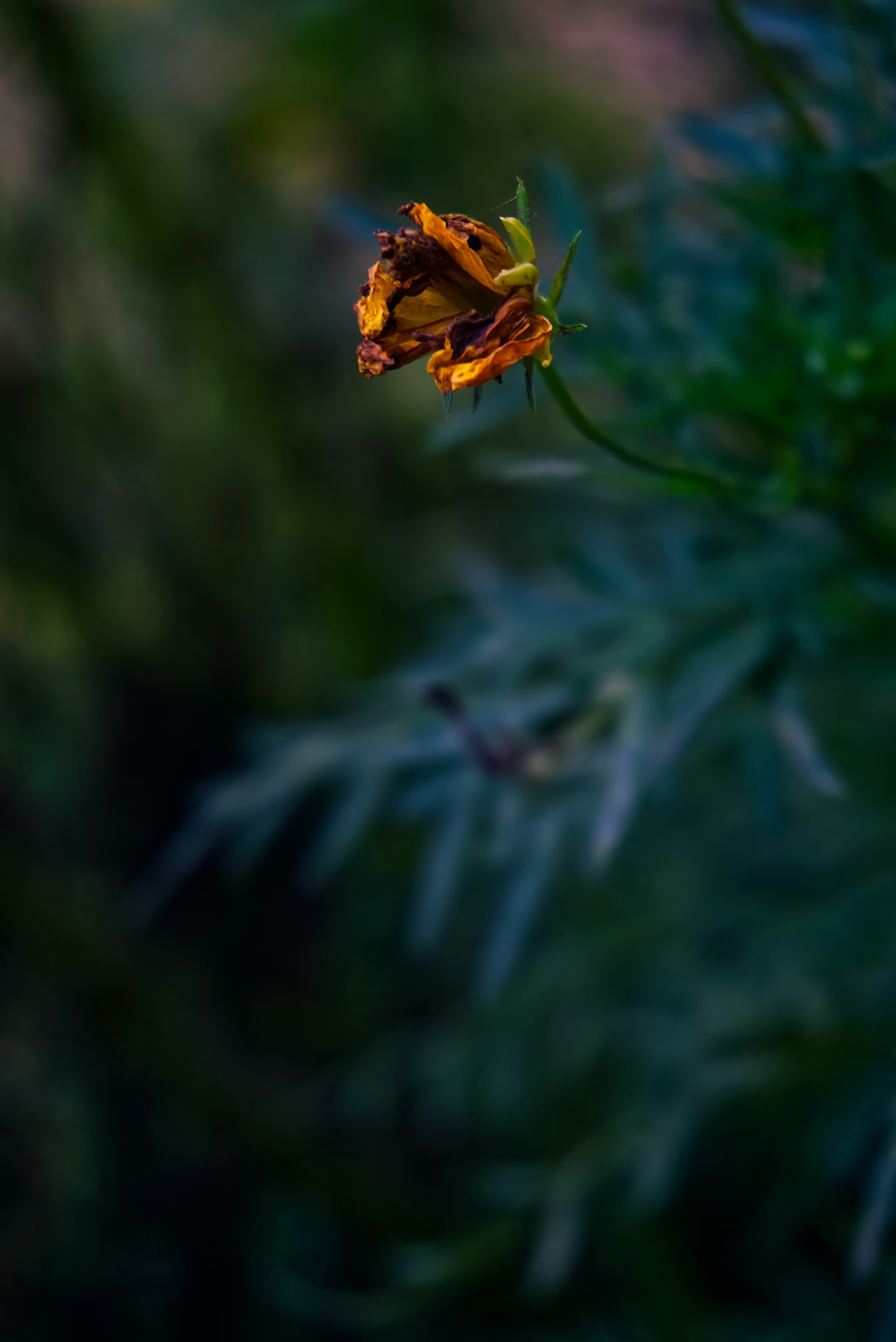 Withered Glow: a solitary orange bloom in a velvet-green backdrop