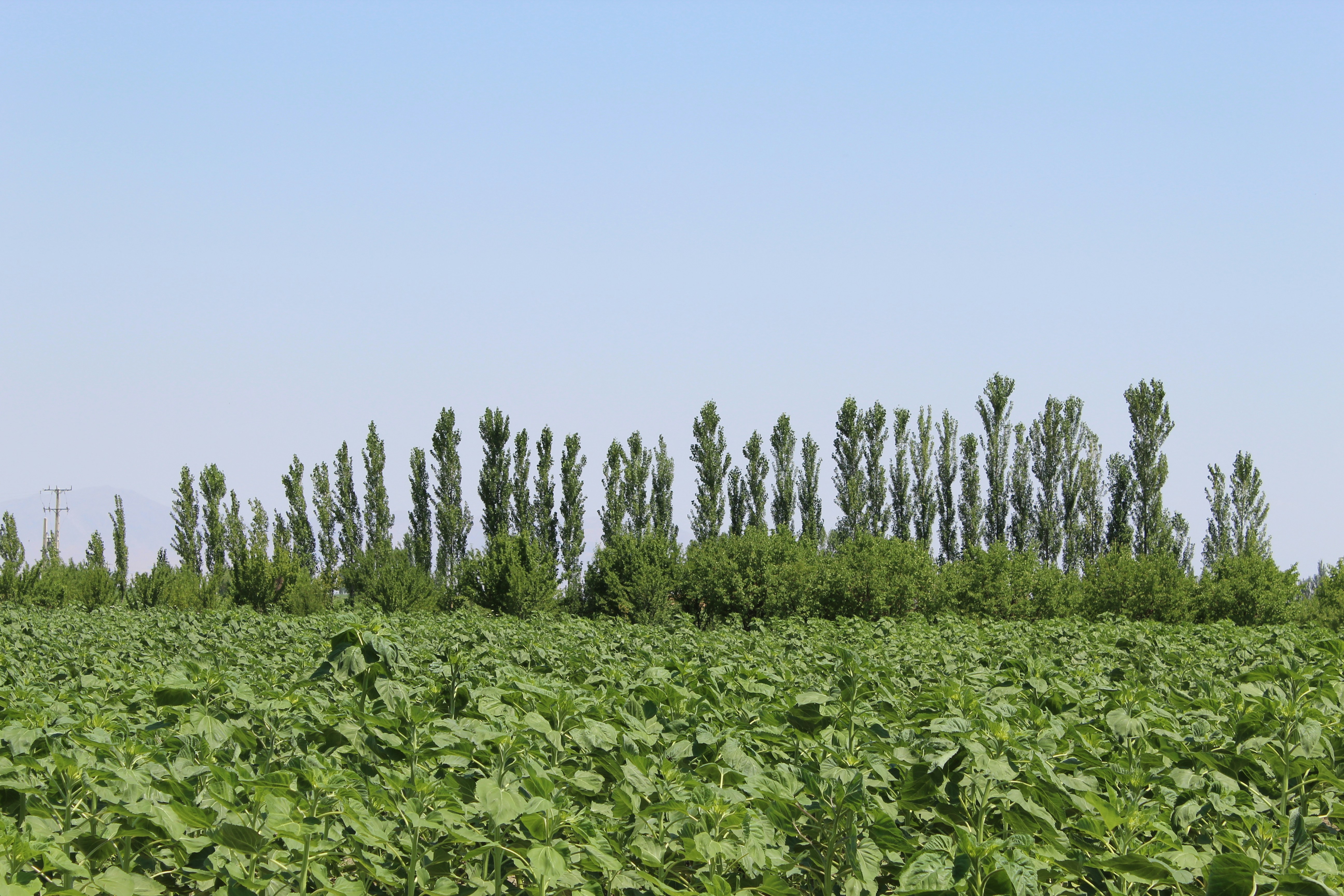 green plants under blue sky during daytime