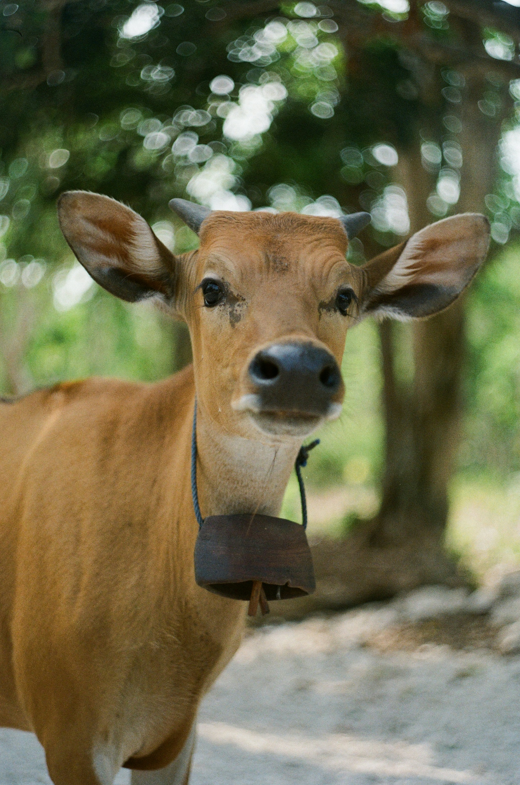 Deer Mixed With Cow
