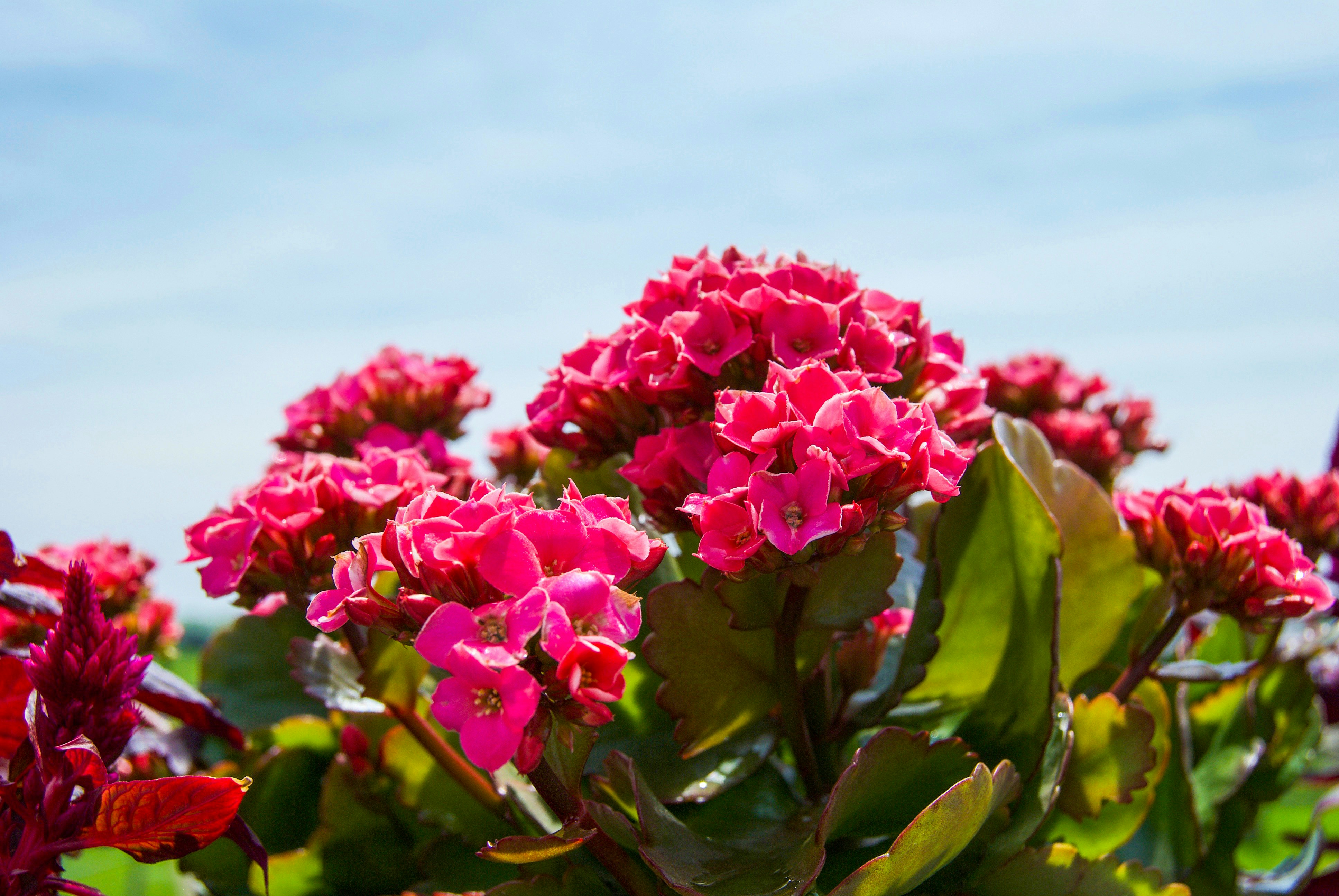 Vivid Hydrangea Bloom Under Open Sky