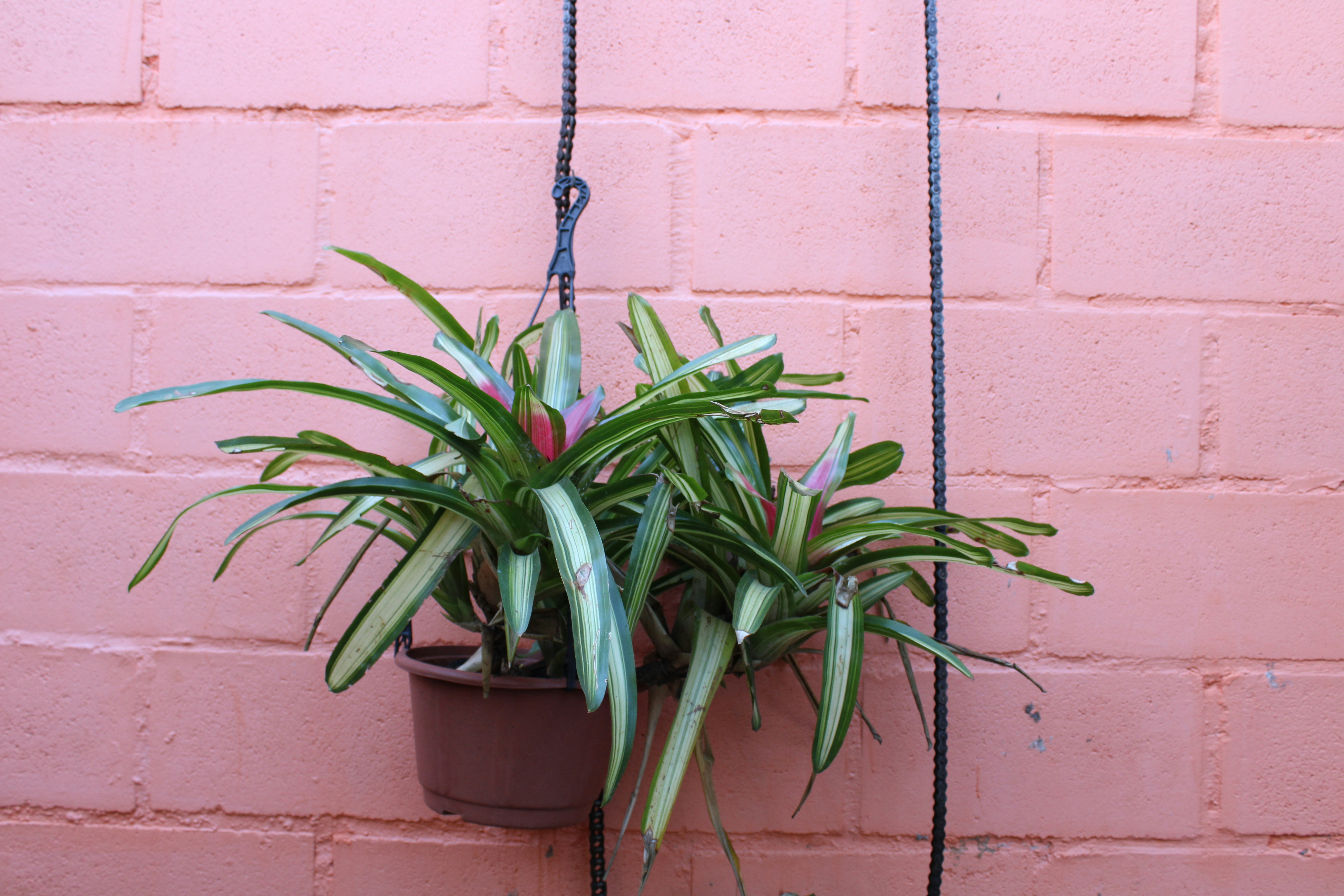 Suspended Serenity: Greenery Against Brick