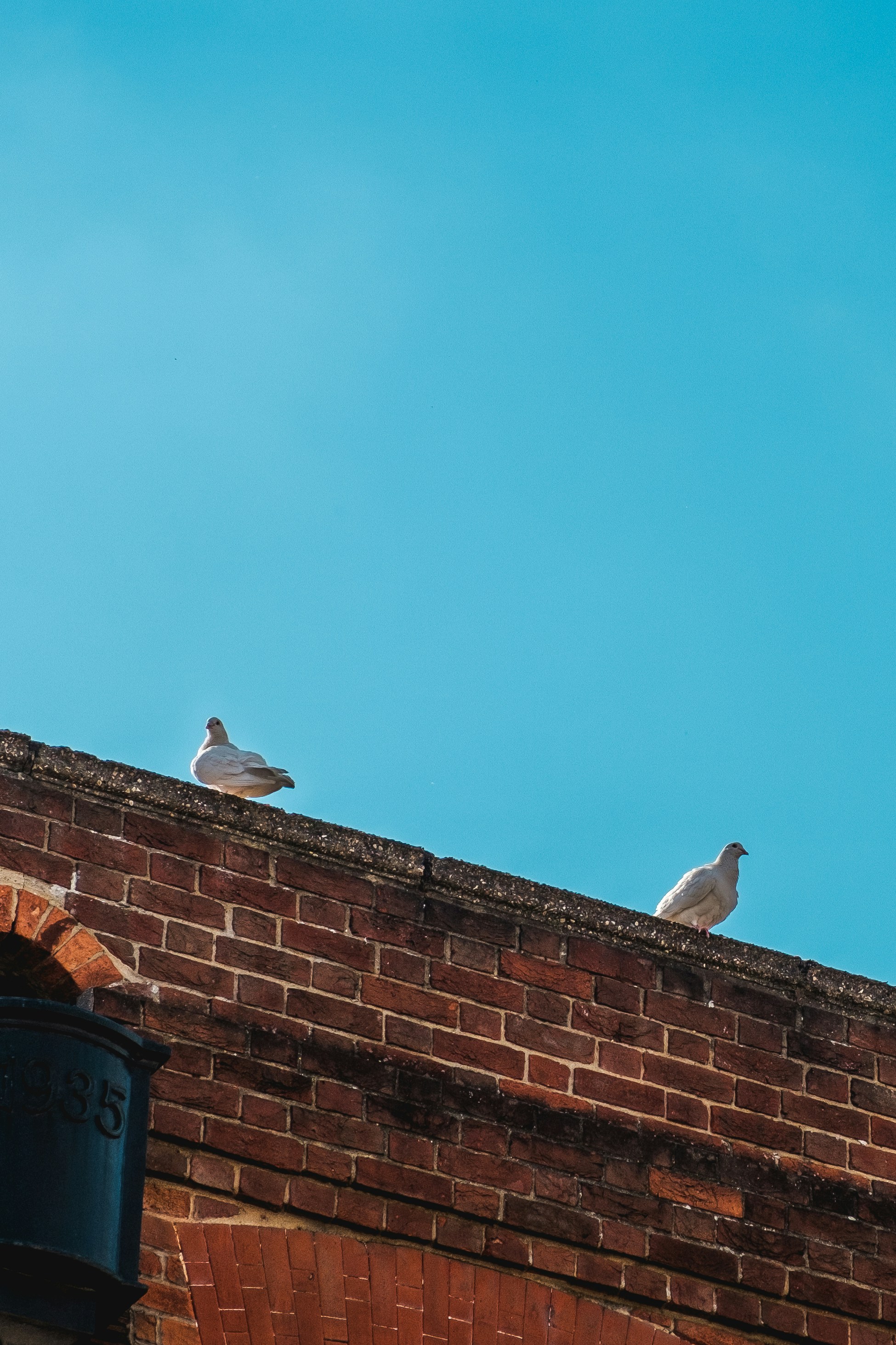 Two Pigeons on a Brick Parapet Under a Cerulean Sky