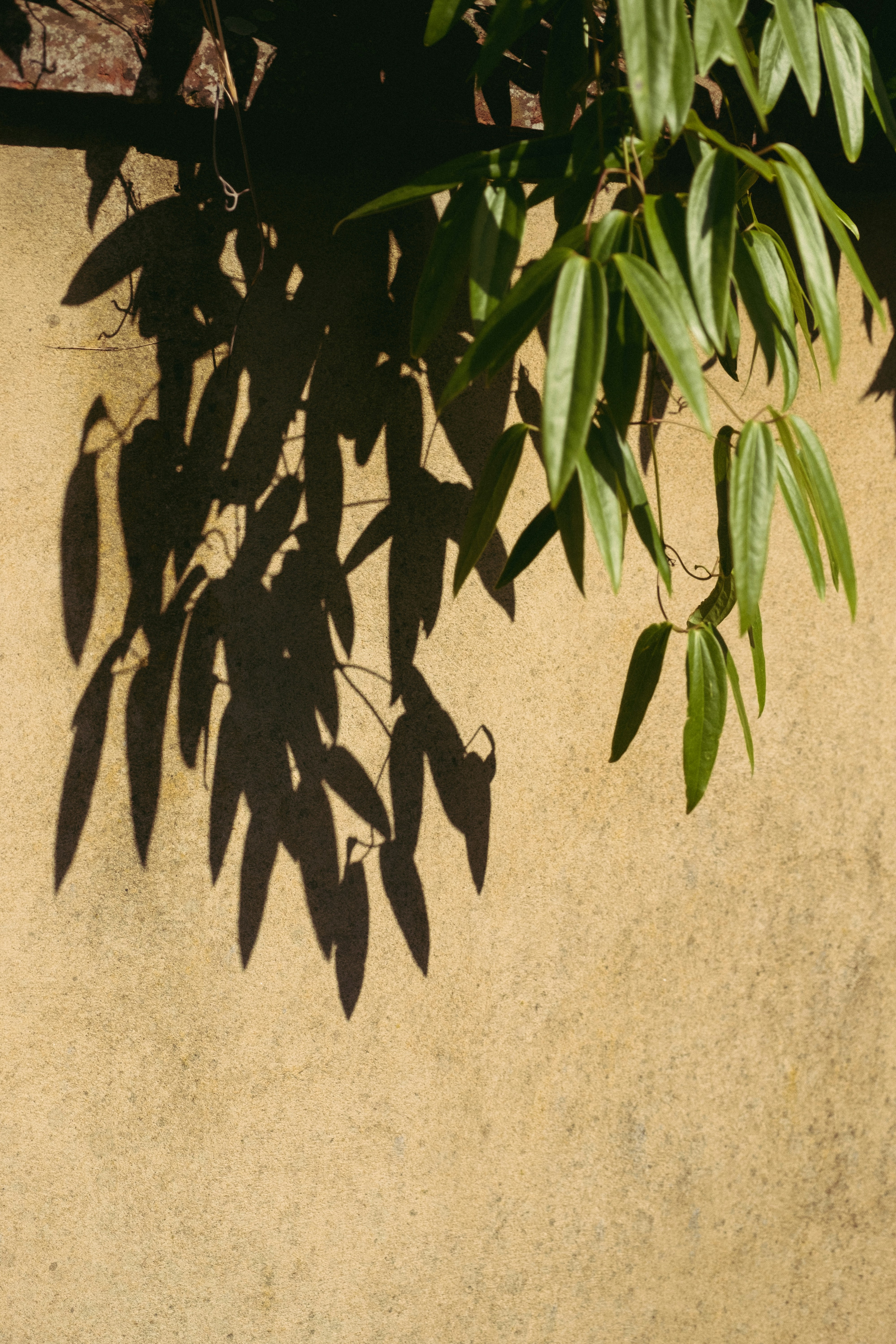 Sunlit Eucalyptus Cast Shadow on Warm Stucco Wall