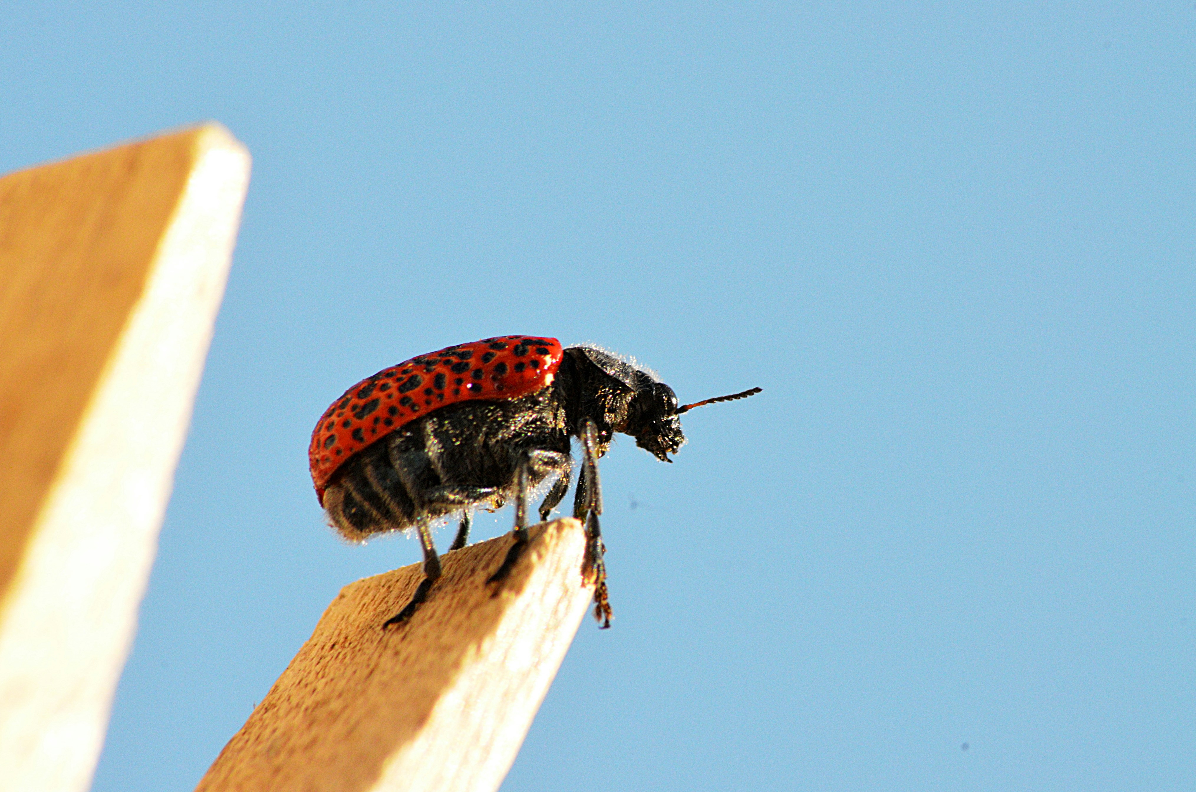red and black ladybug on brown wooden stick in close up photography during daytime