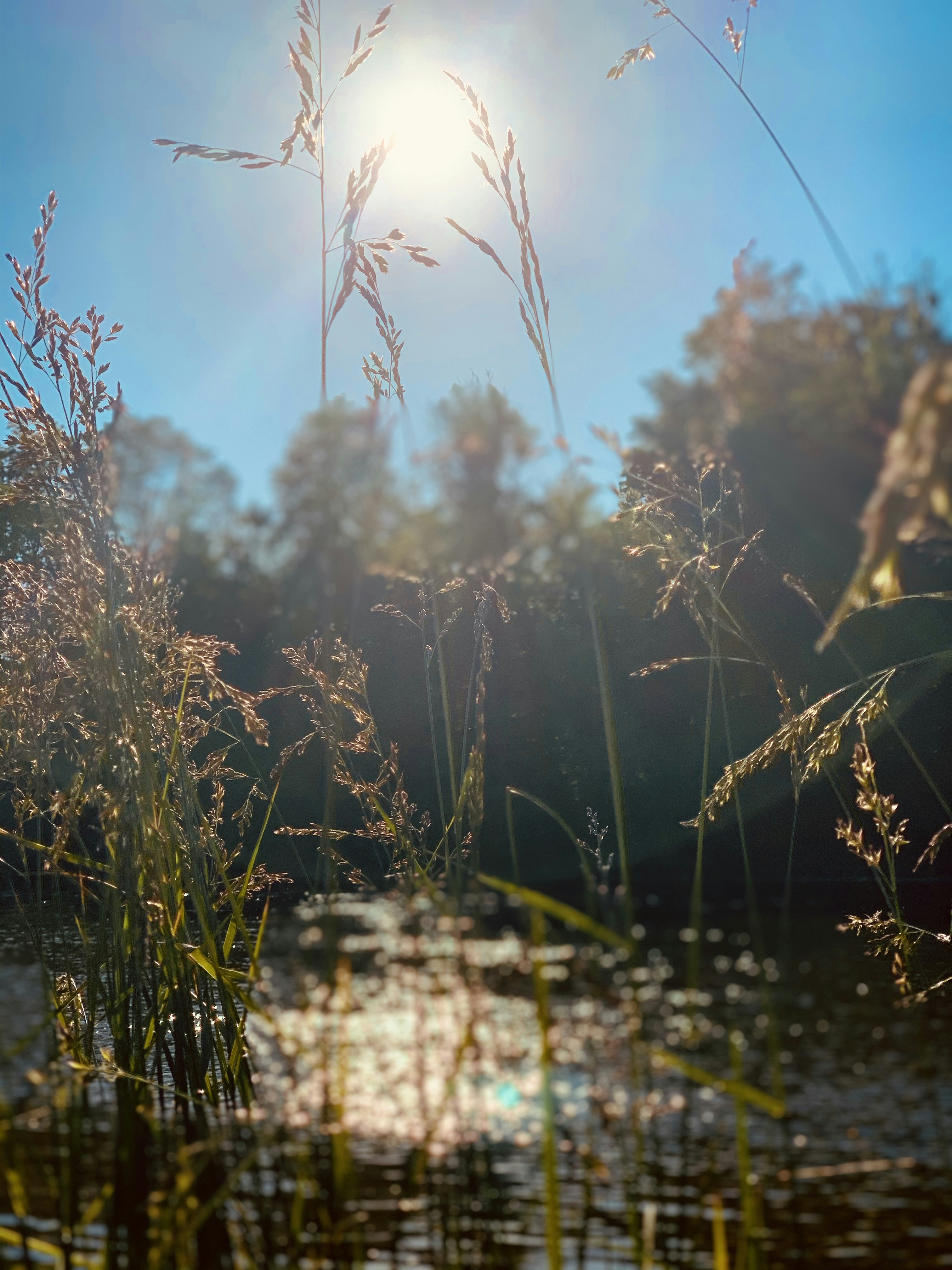Tall grasses frame a serene lakeside scene, illuminated by the sun's radiant glow. The water reflects shimmering light, creating a tranquil atmosphere.