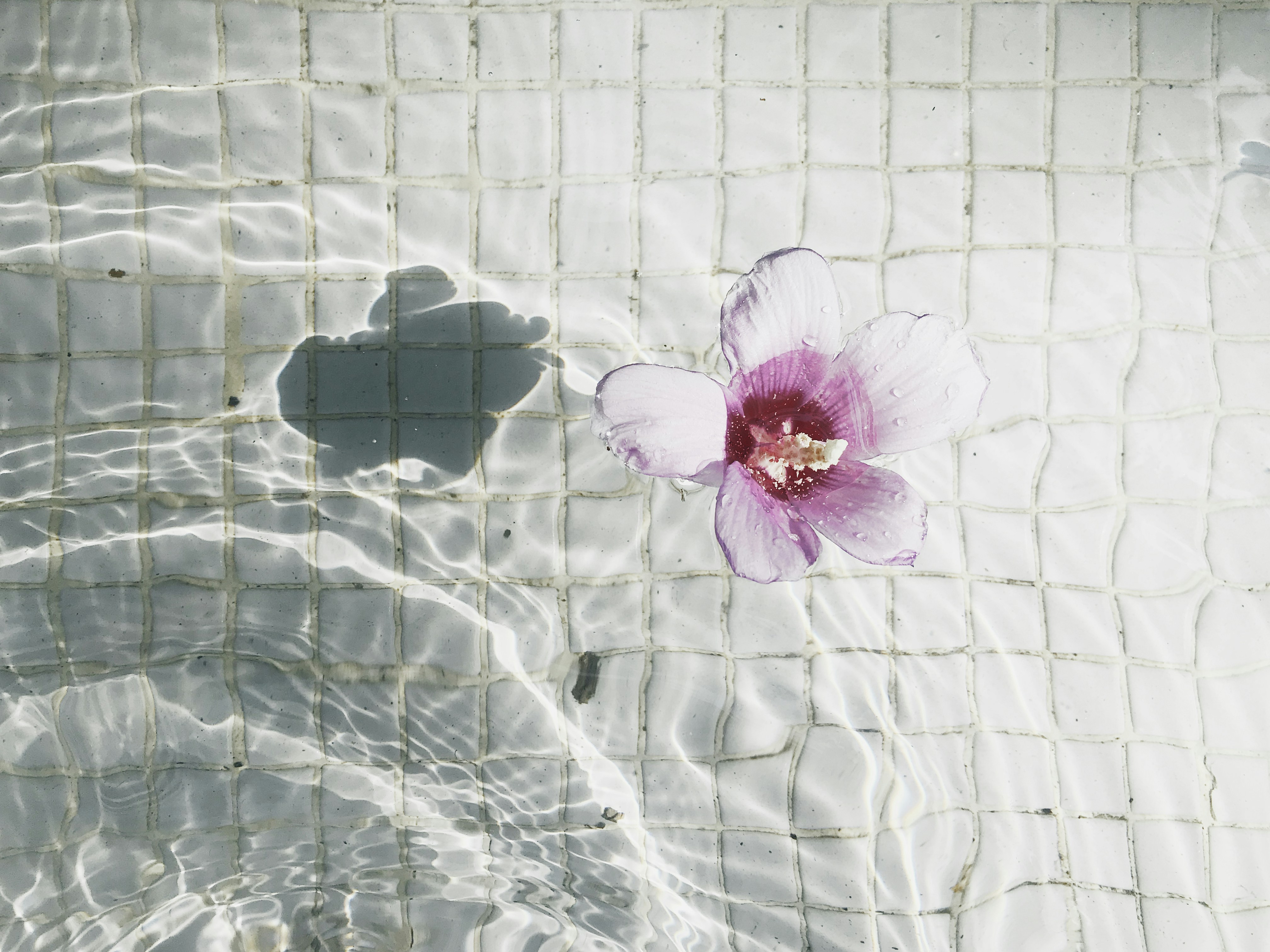 Pink orchid at the pool’s tiled edge