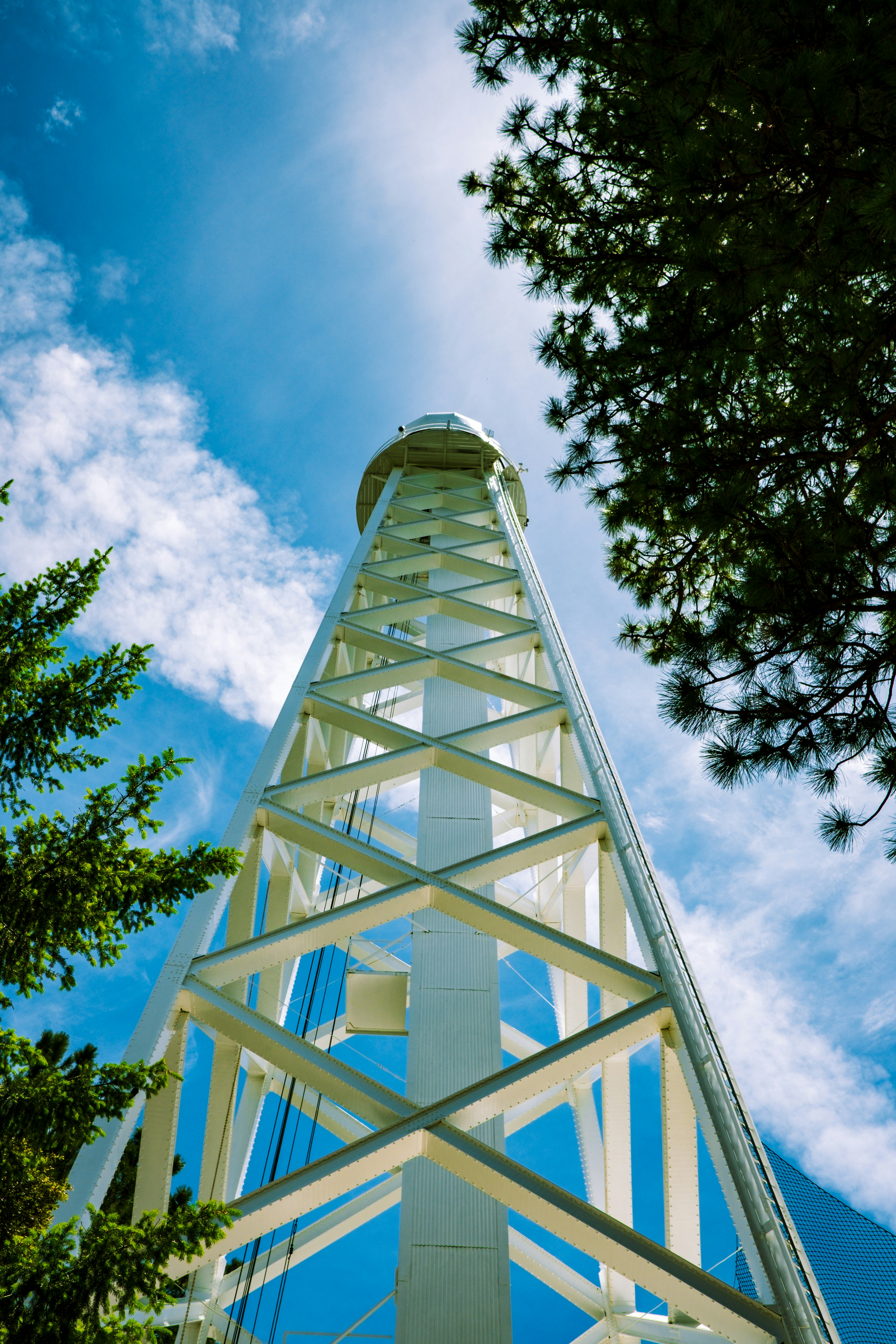Skyward Lattice: White Tower Reaching Through Pine and Sky
