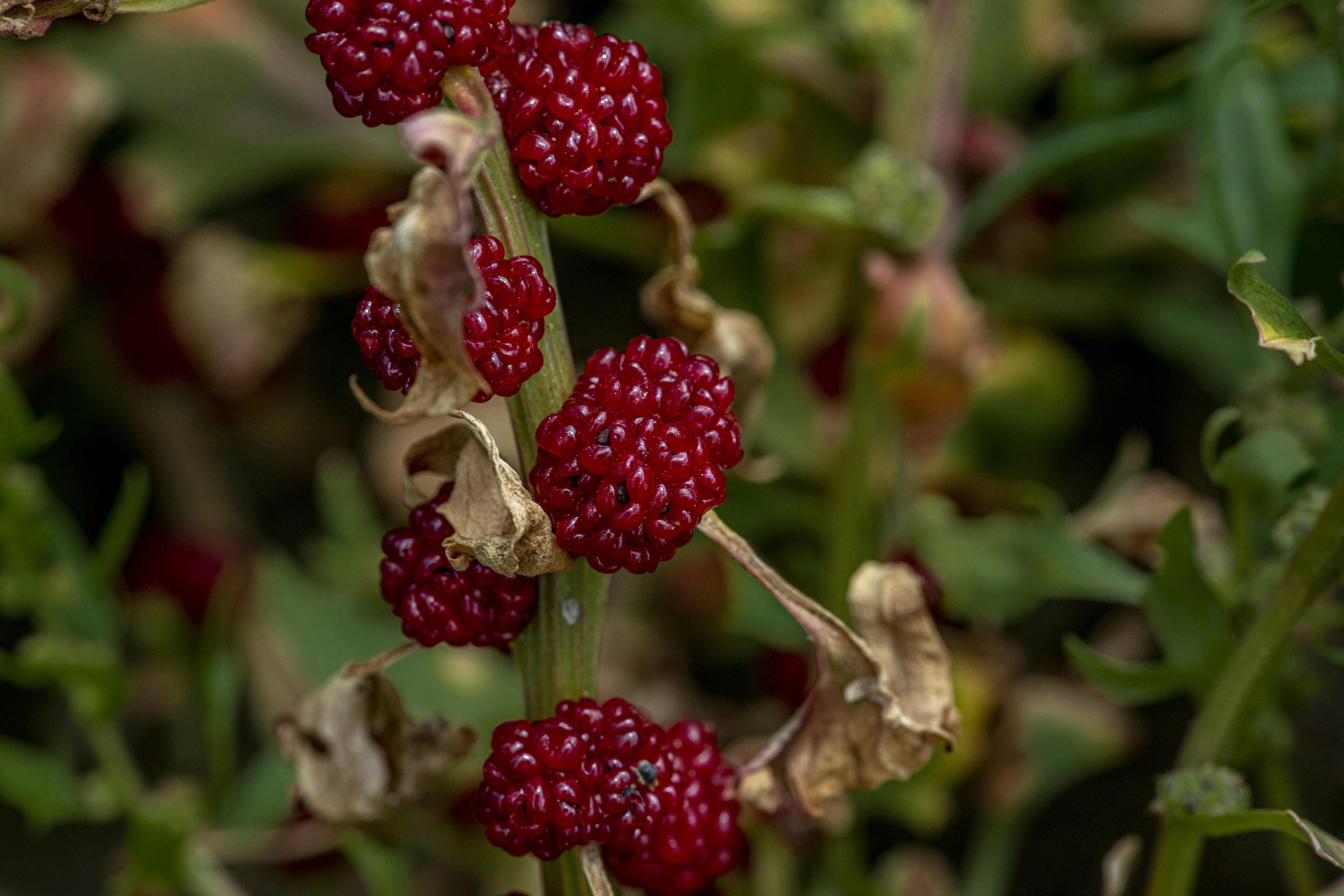 Red Raspberry Leaf Tea and Lactation