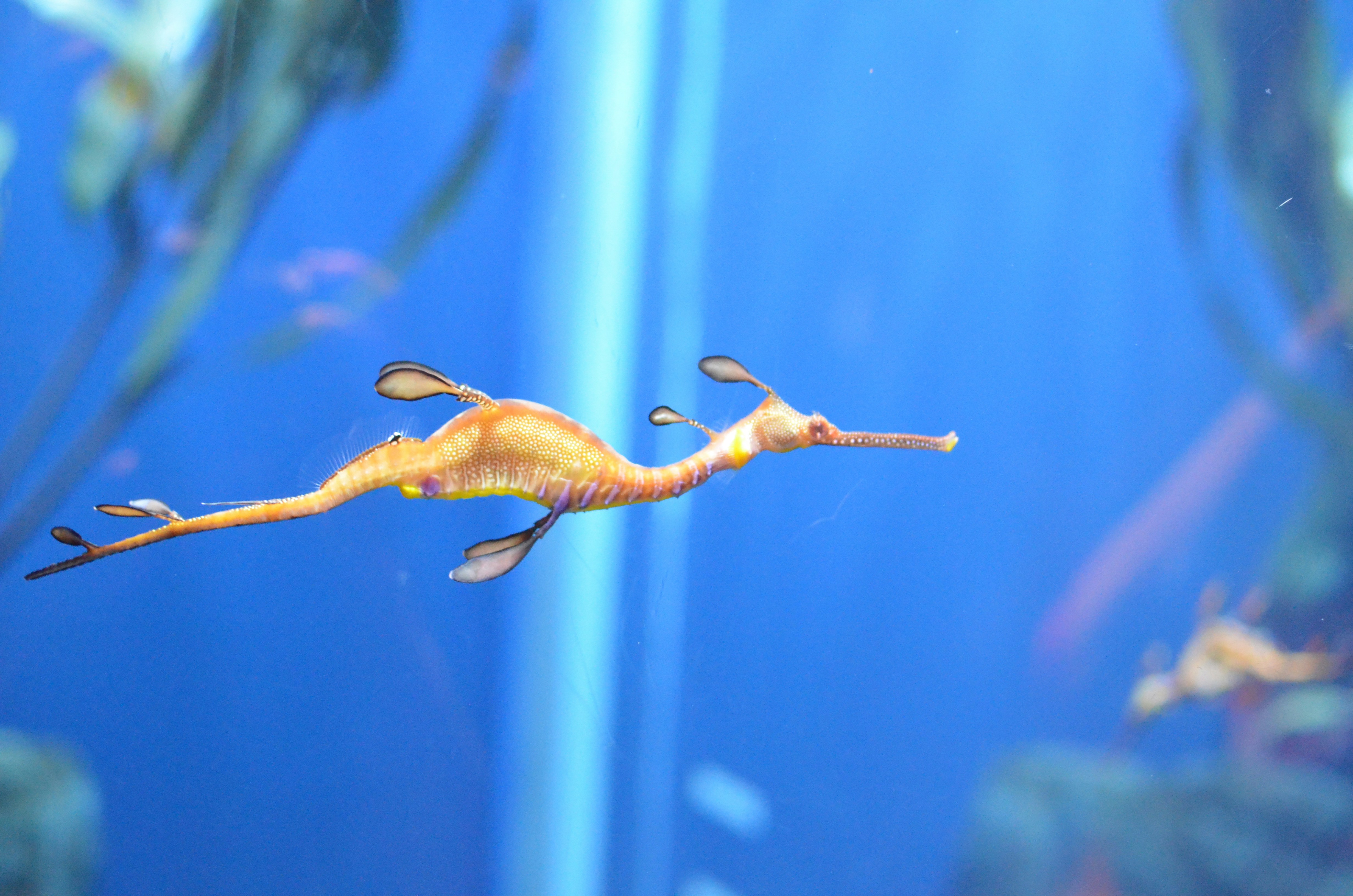 Amber Seahorse in a Blue Aquarium Corridor