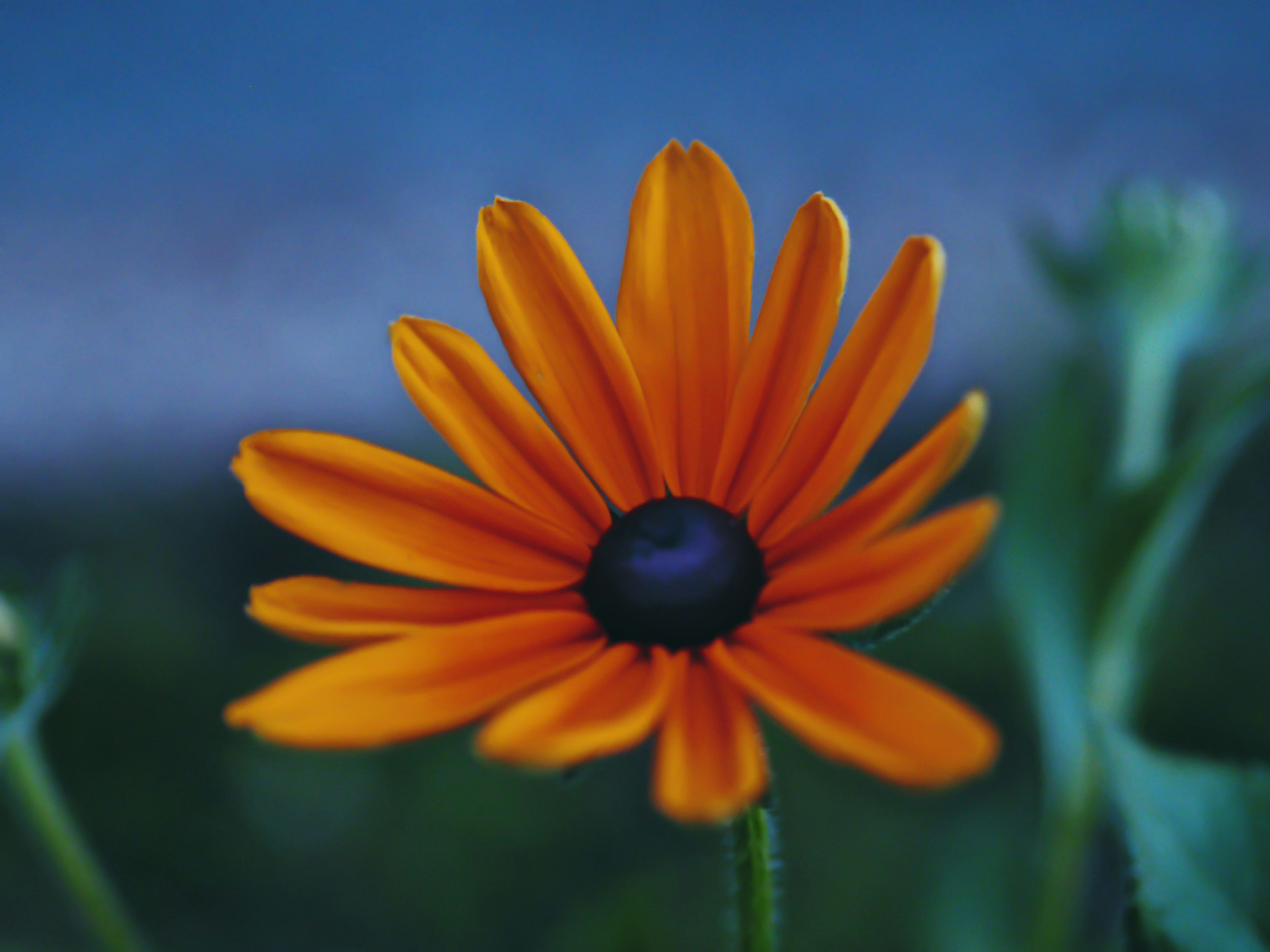 A close-up of an orange daisy flower showcasing its vivid petals and dark center against a softly blurred background.