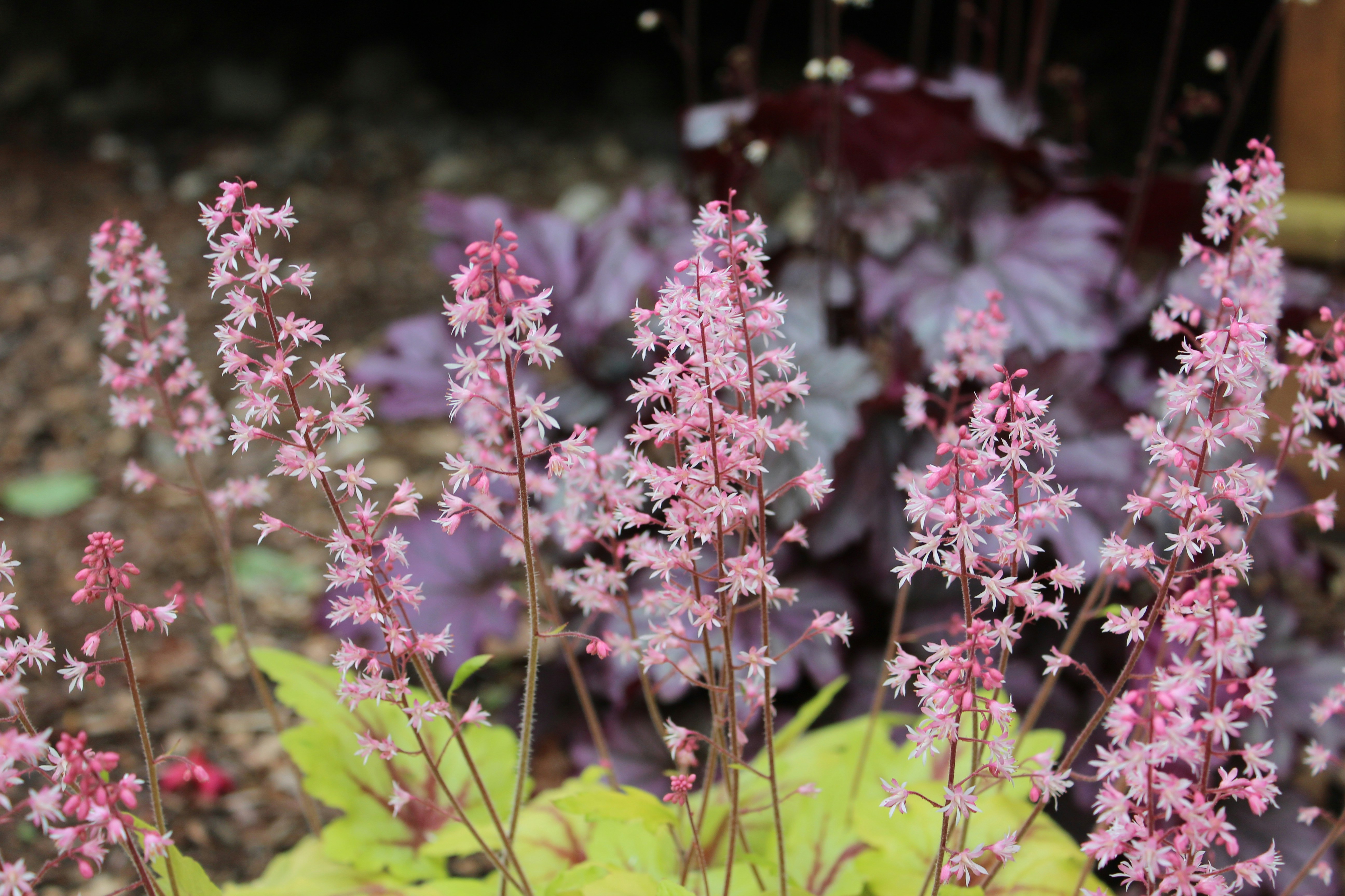 Petal towers in a quiet garden bloom