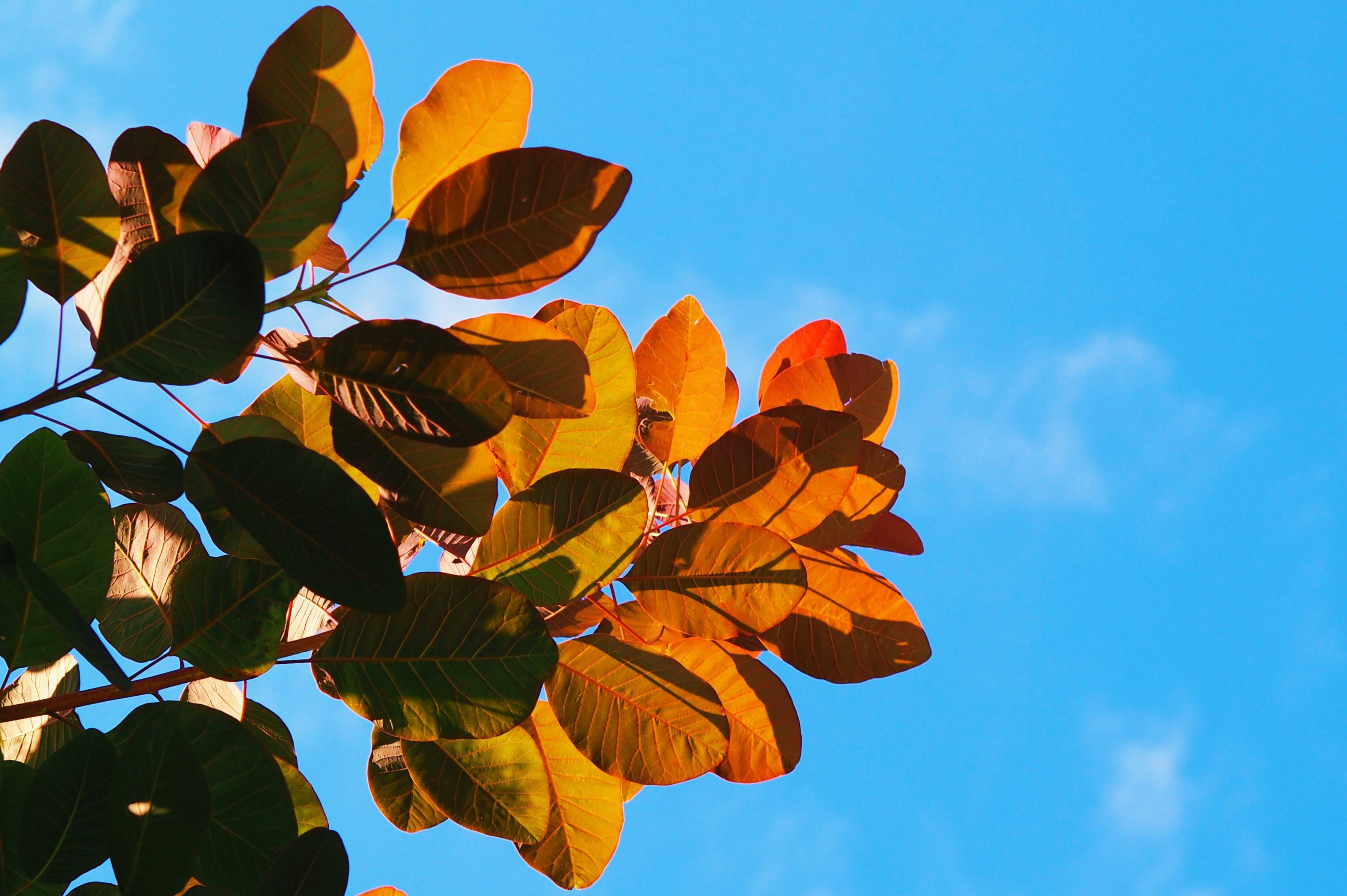 Copper Leaves Framing a Bright Blue Sky