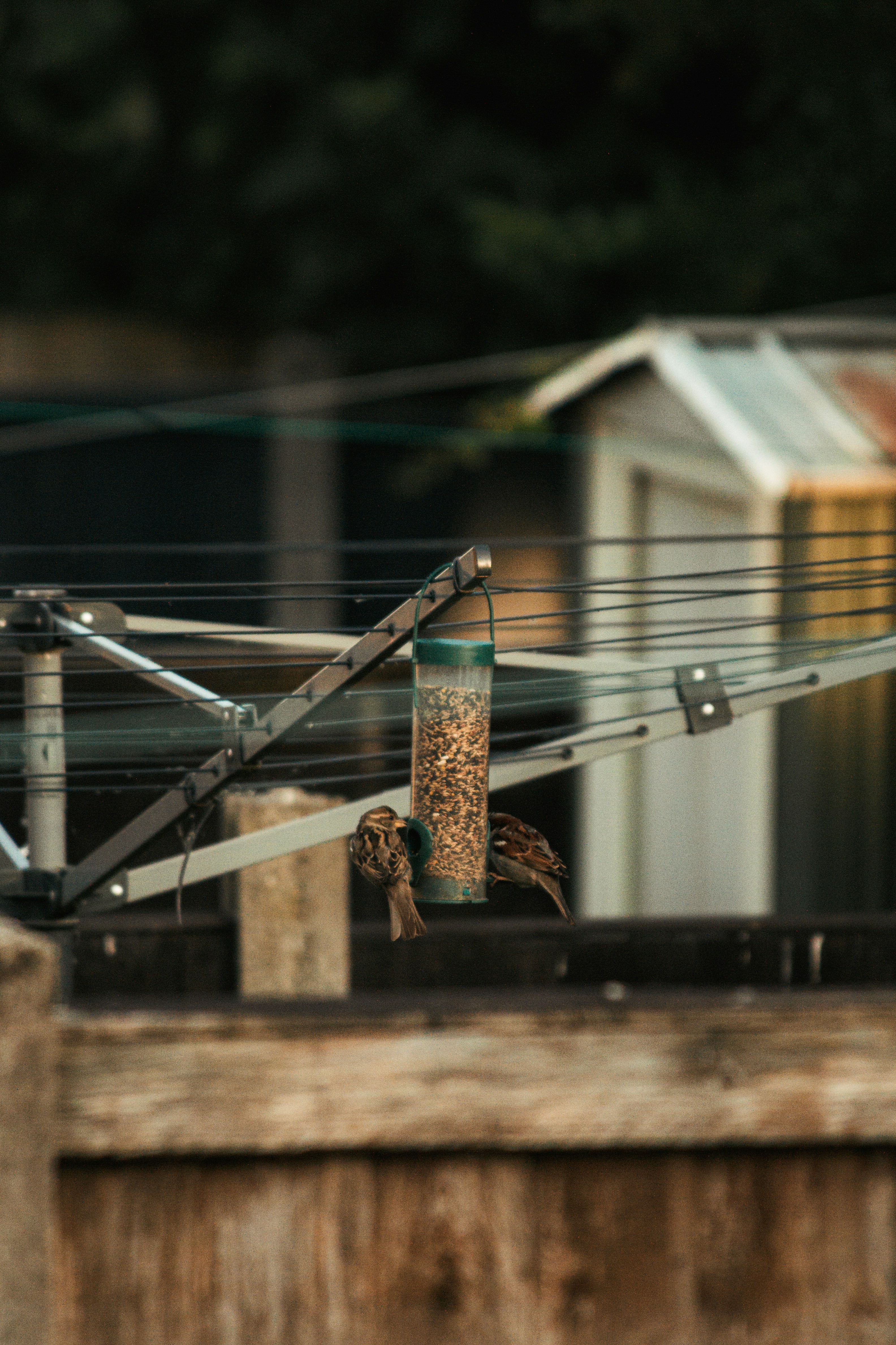 Two Sparrows at a Weathered Feeder: a Quiet Backyard Moment