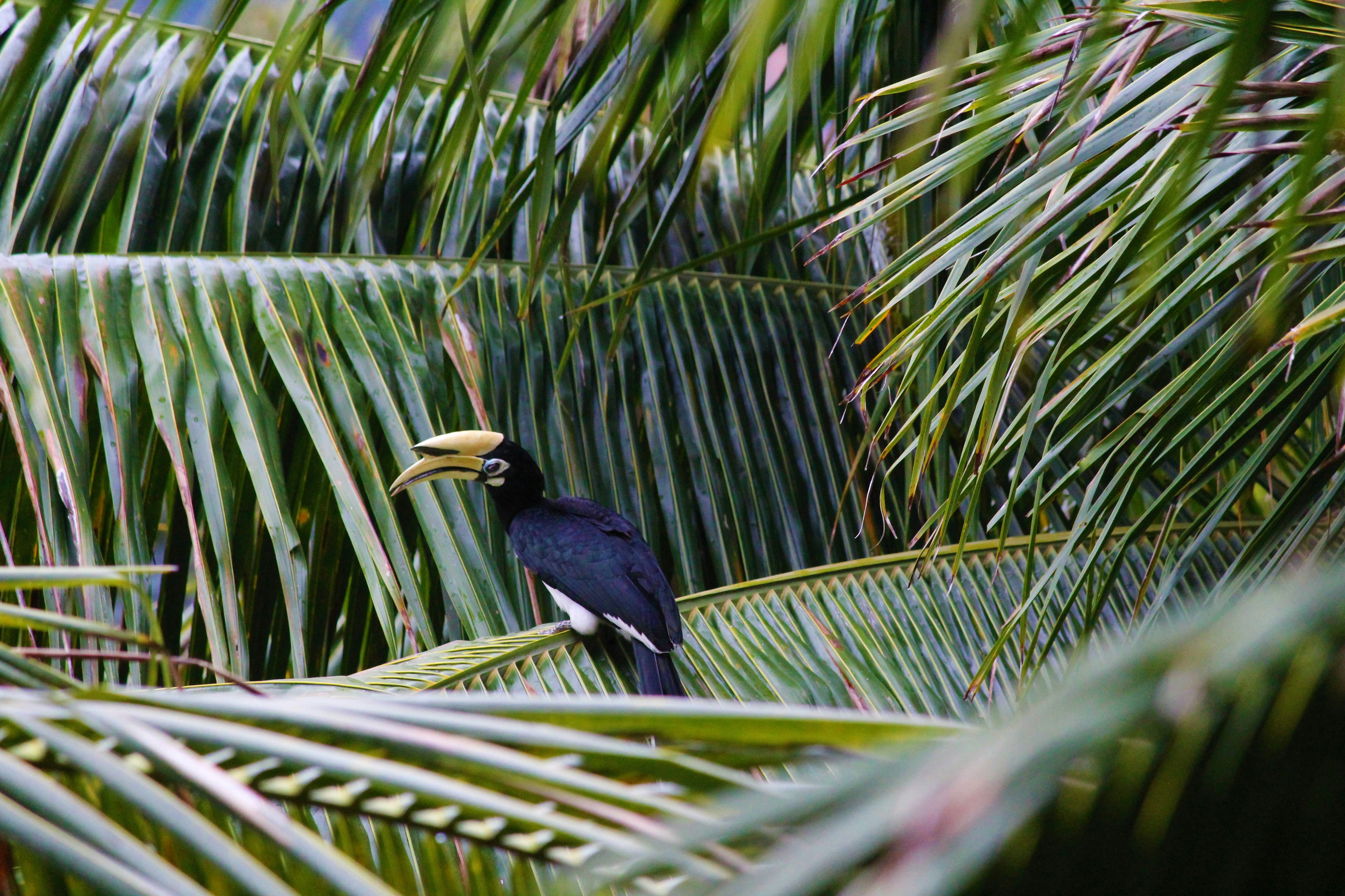 A hornbill perched among lush green palm fronds, showcasing its vibrant bill and striking plumage.