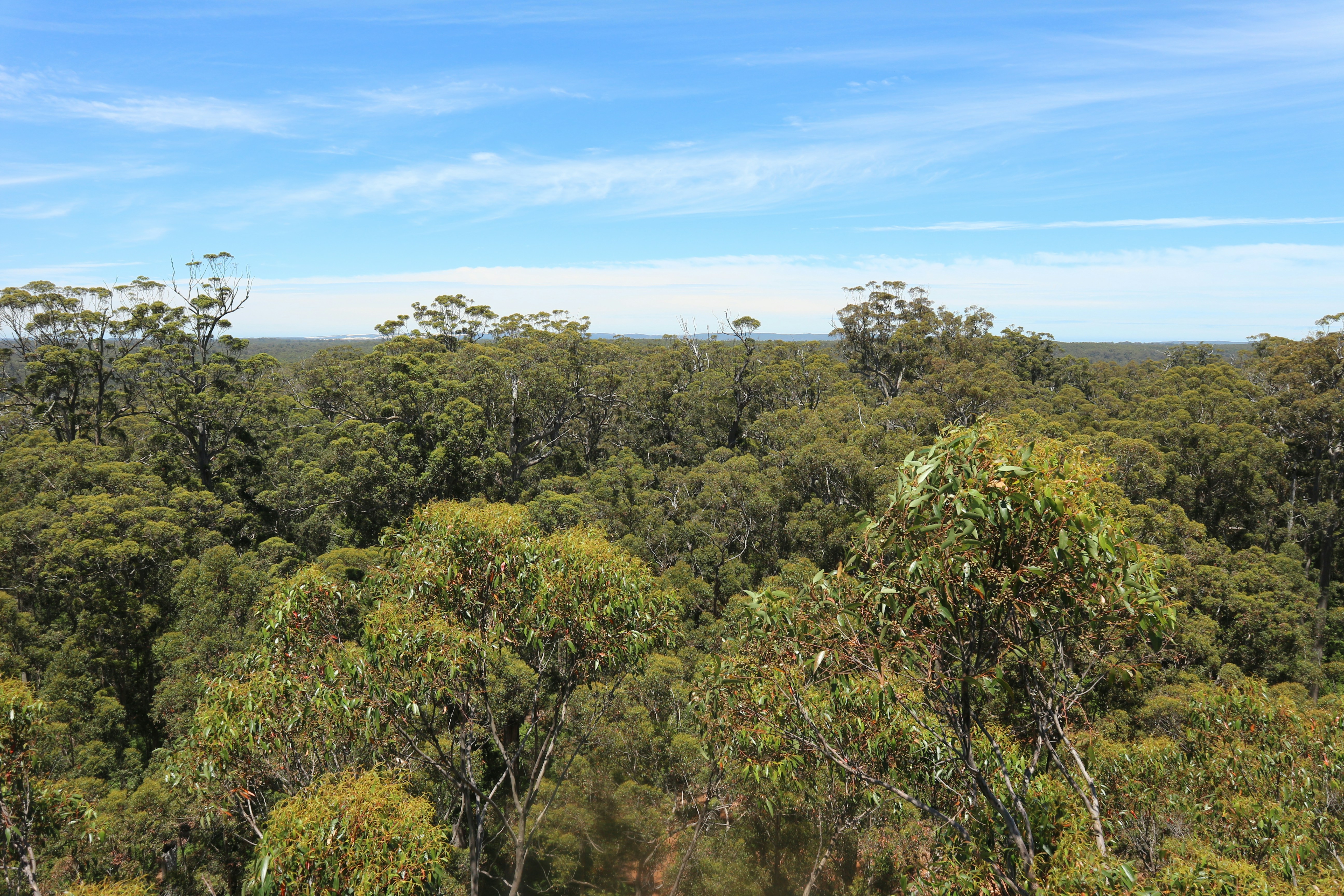 Eucalyptus Forest Pictures | Download Free Images on Unsplash