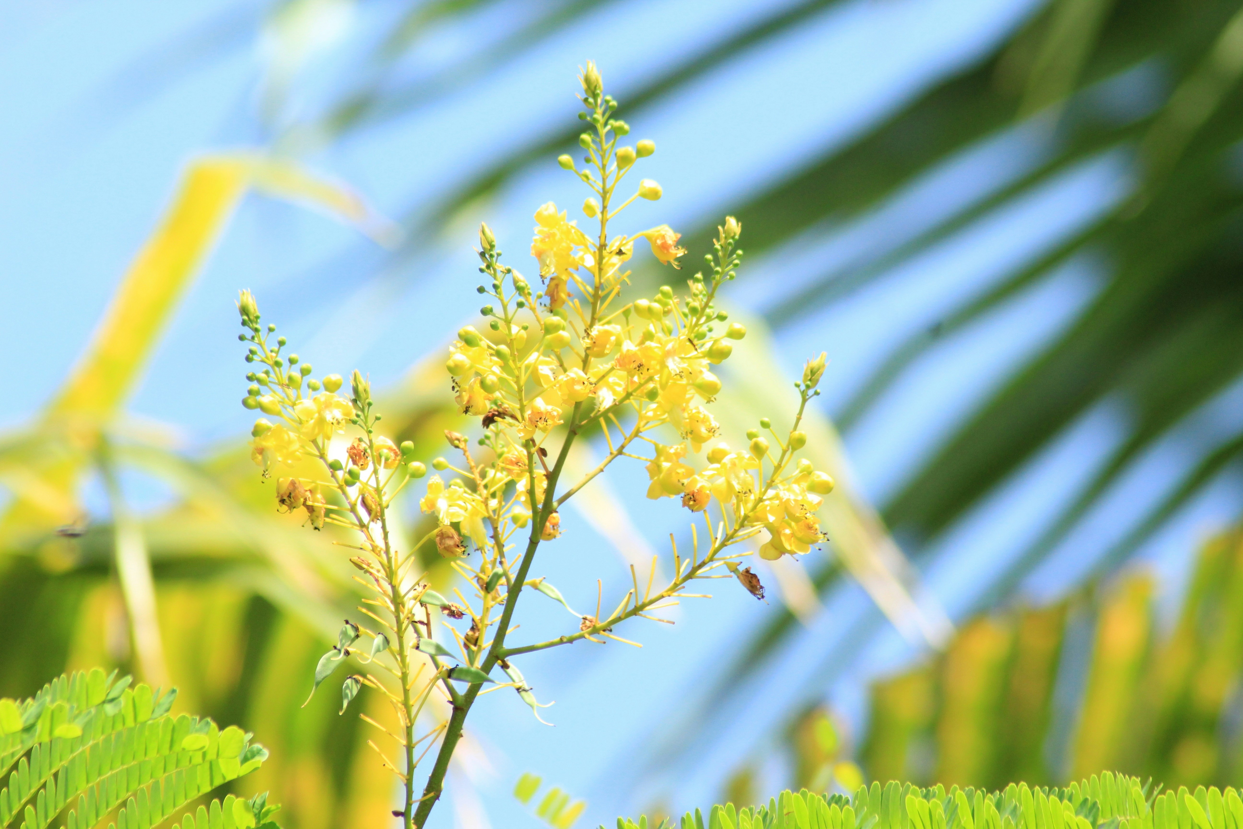 Sunlit Goldenrod Cluster Reaching Toward a Serene Blue Sky