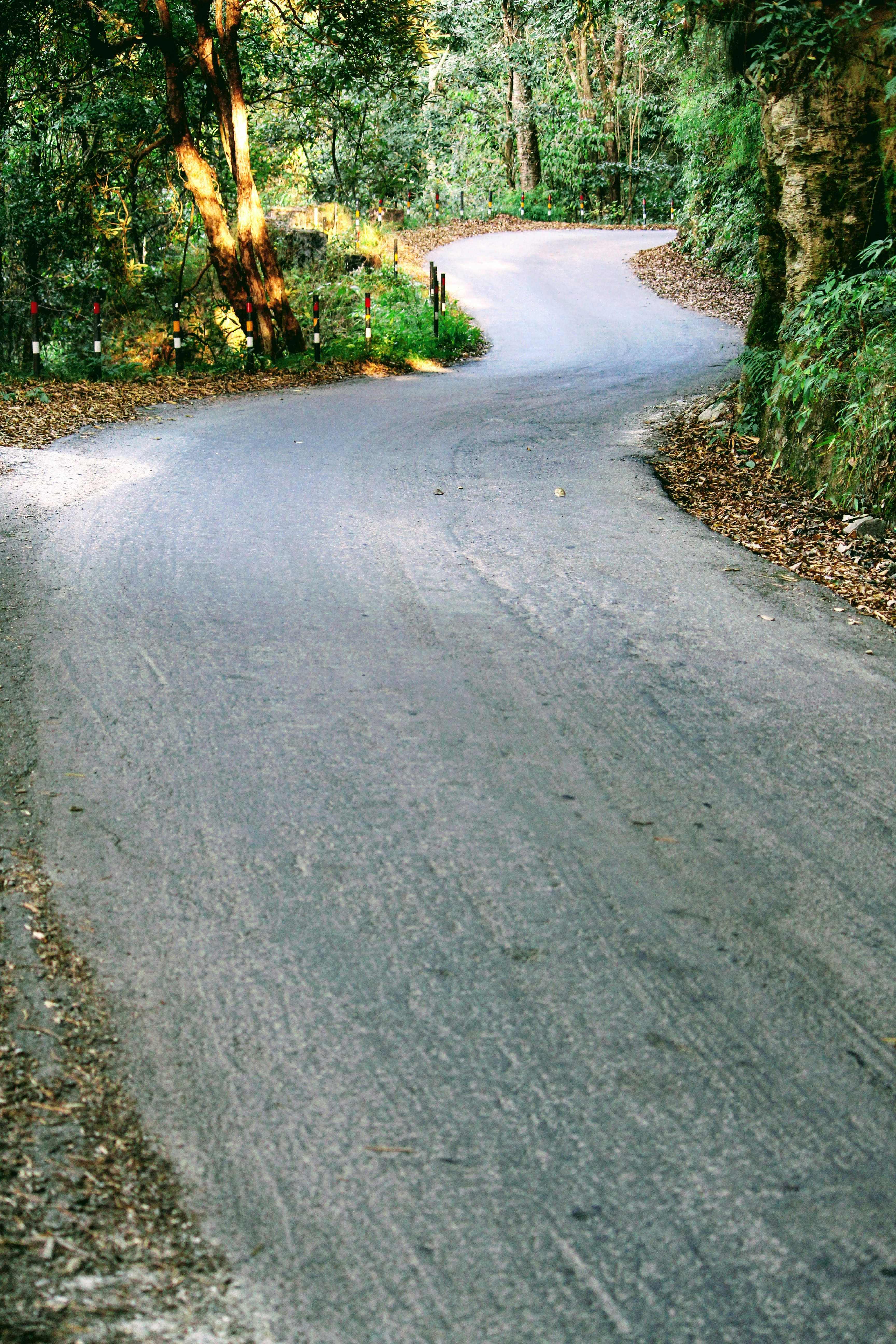 Serpentine road meandering through a lush forest, framed by vibrant greenery and dappled sunlight.