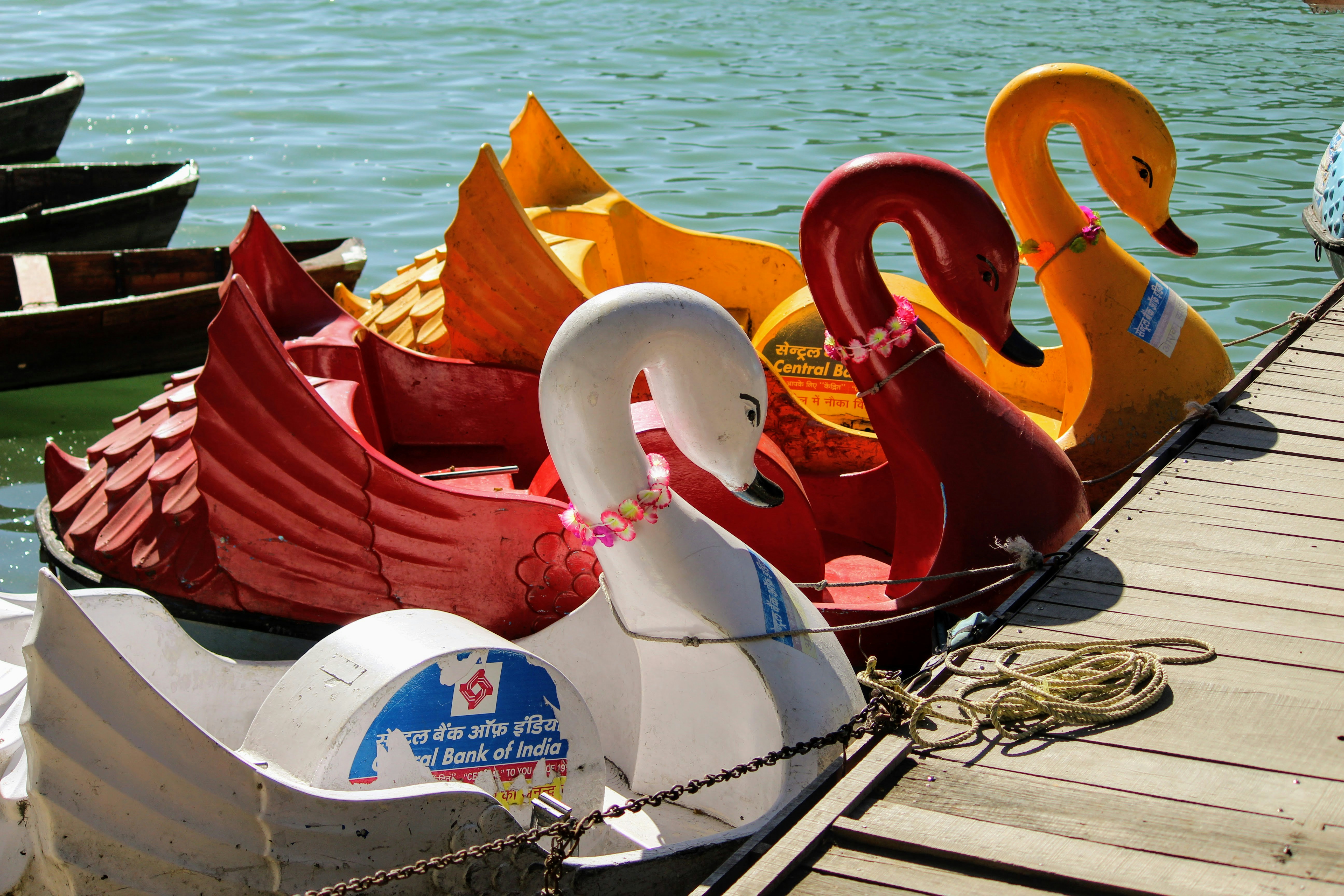 Necklace-Adorned Swan Leads a Fleet of Colorful Pedal Boats at the Docks