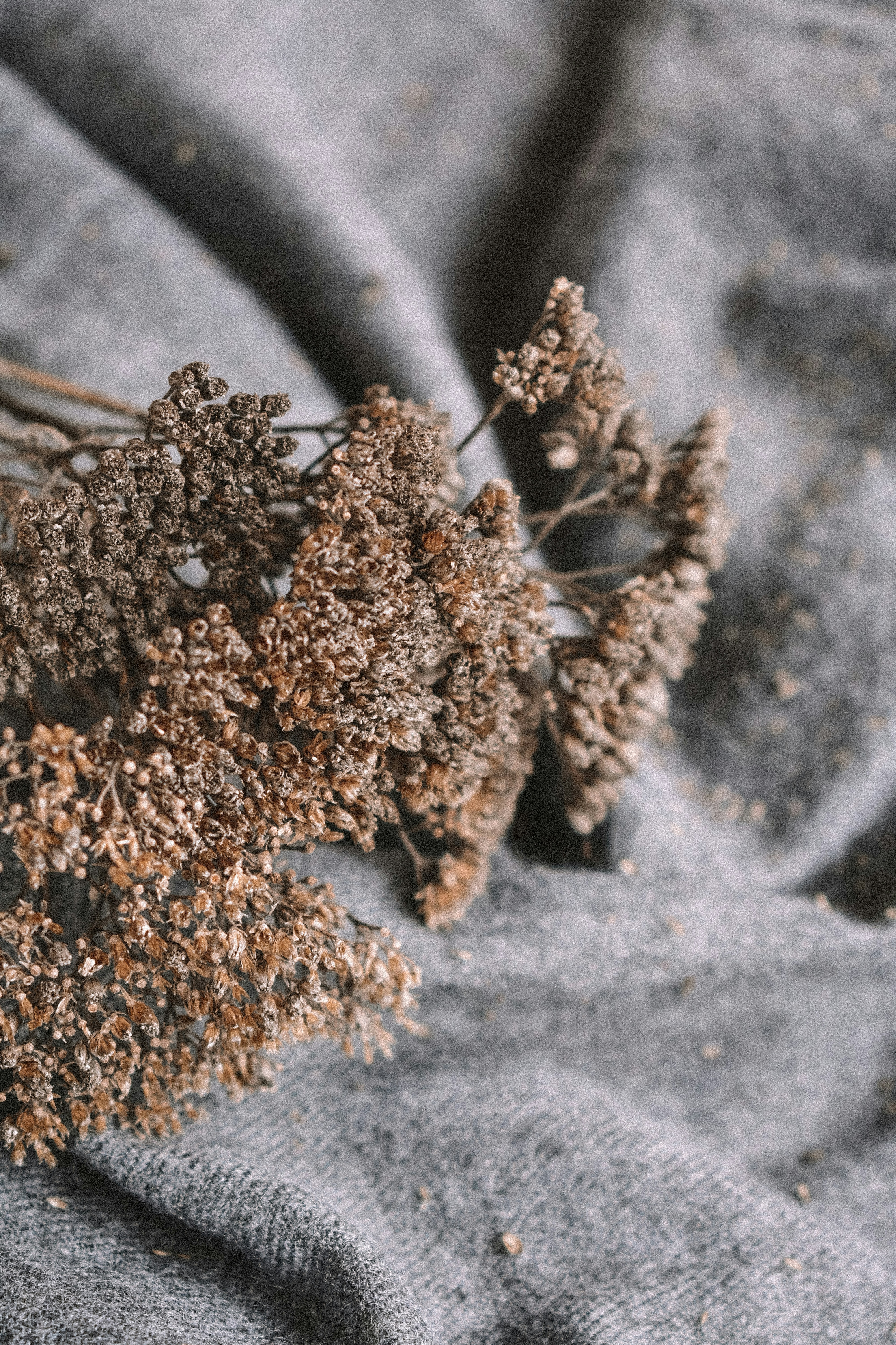 Frosted seedheads on a charcoal-gray backdrop