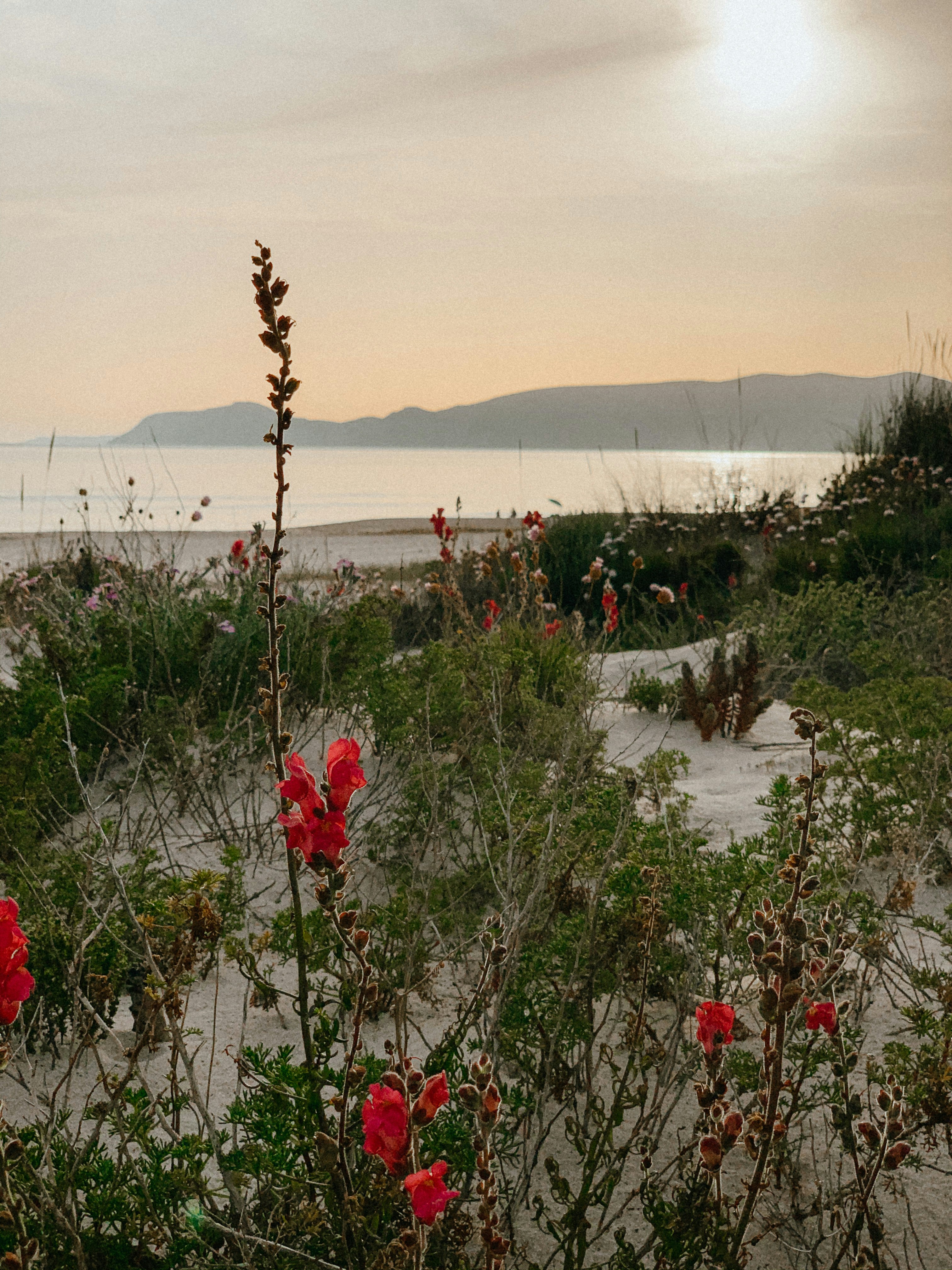 Vibrant red flowers in the foreground with a tranquil beach and distant mountains under a soft sunset glow.