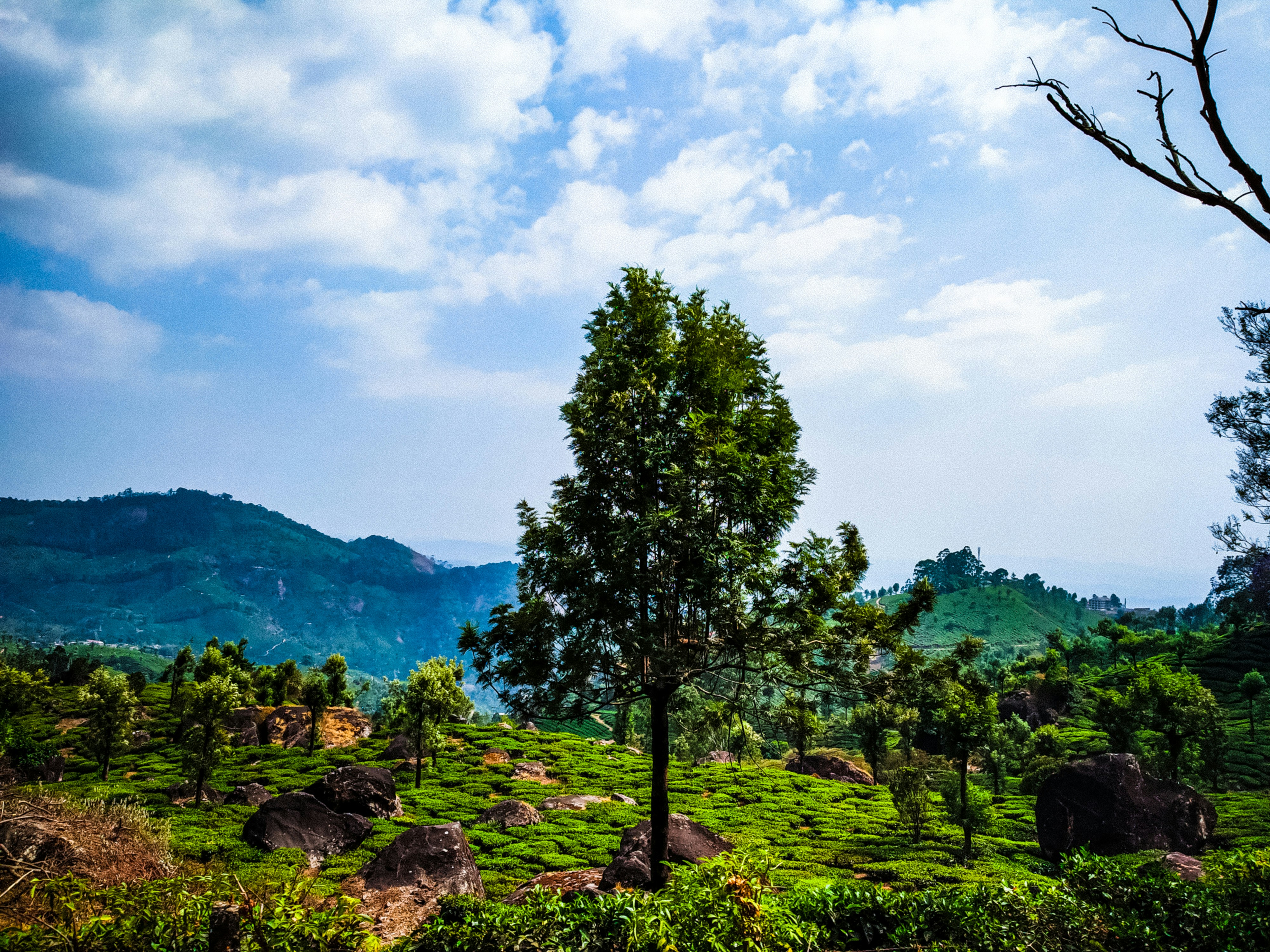 Lone Tree Sentinel Over a Rolling Green Terrace