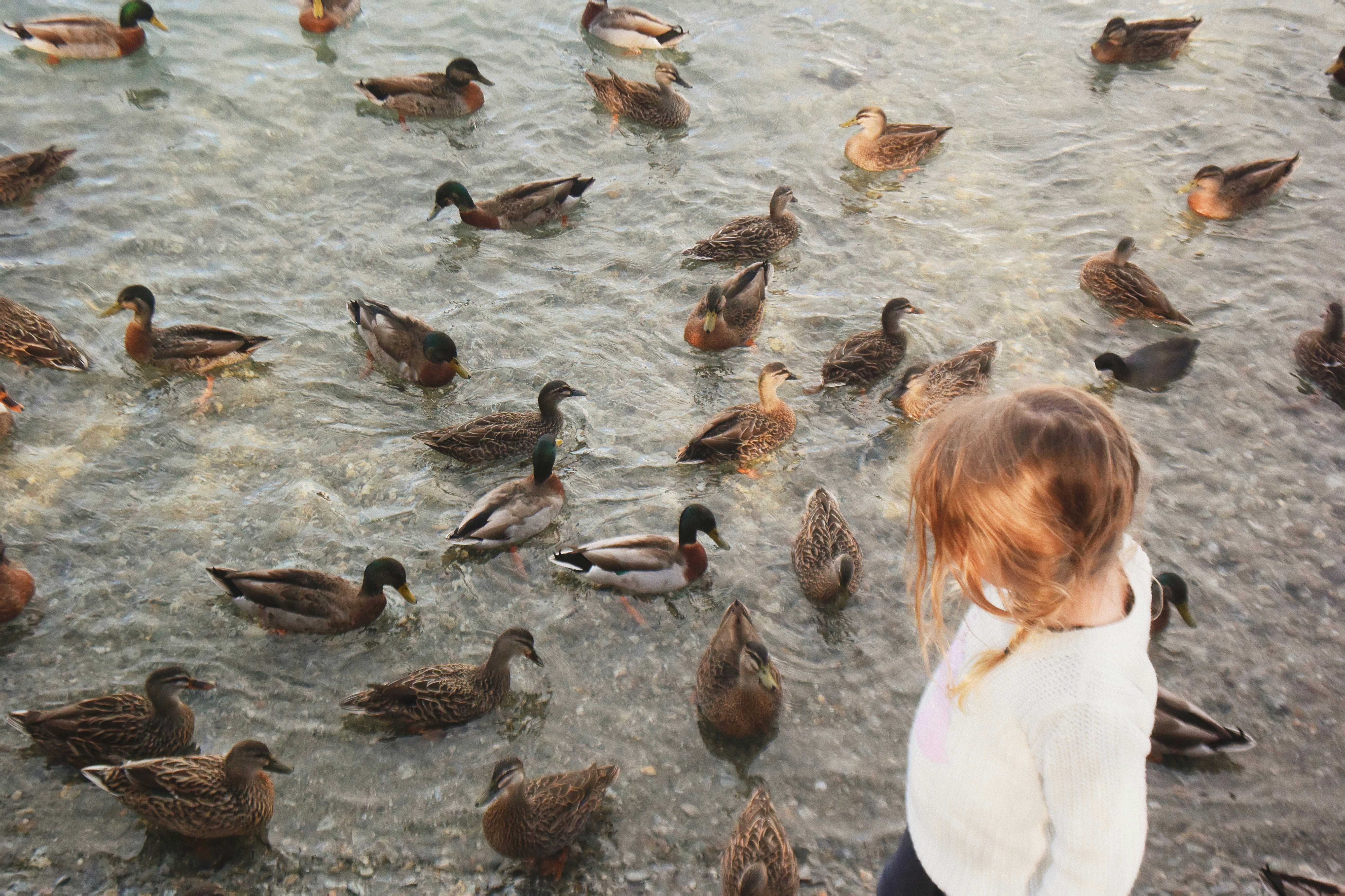 Young girl observing a flock of ducks wading in a clear shallow stream.