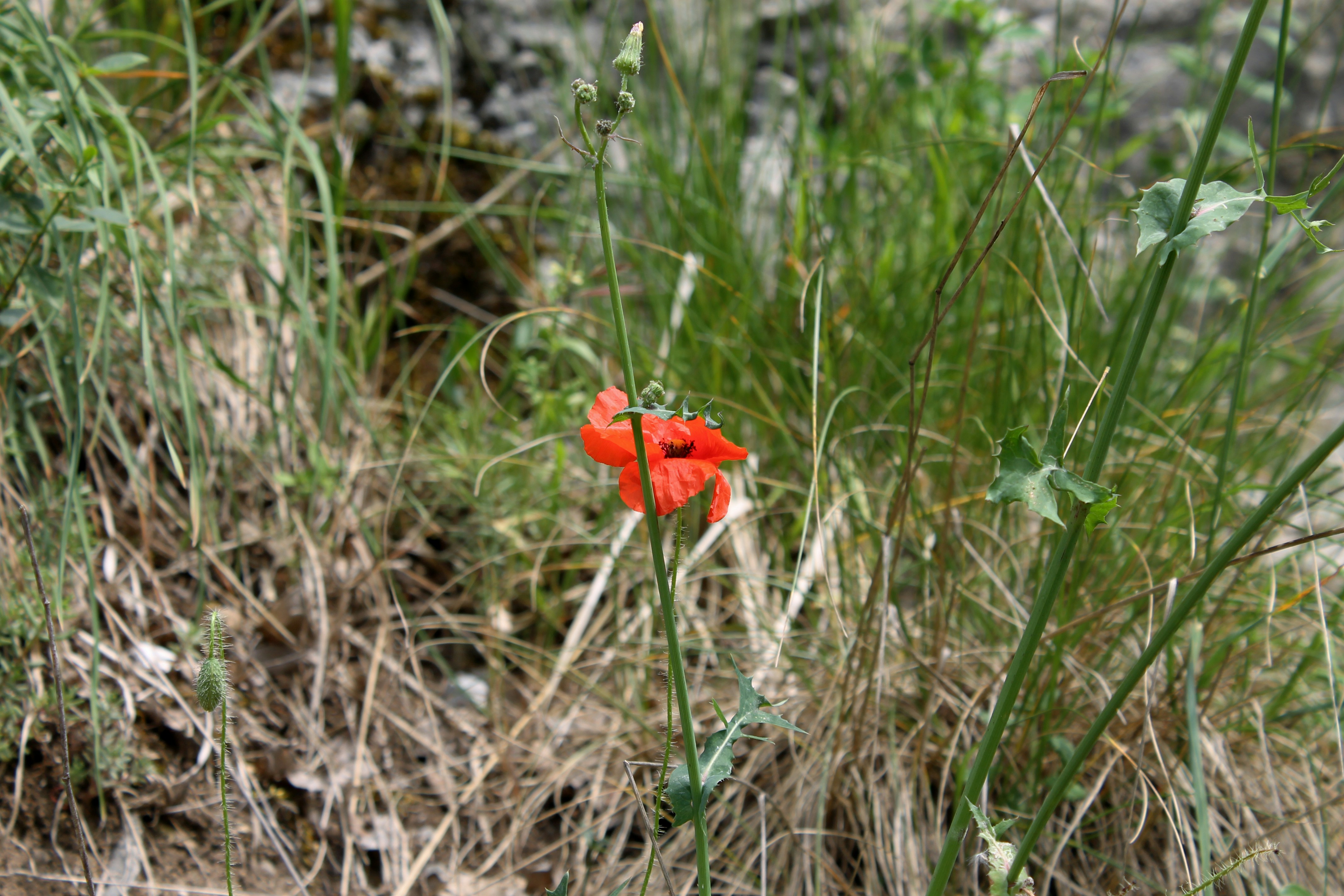 Crimson Poppy Anchored in a Tangled Meadow