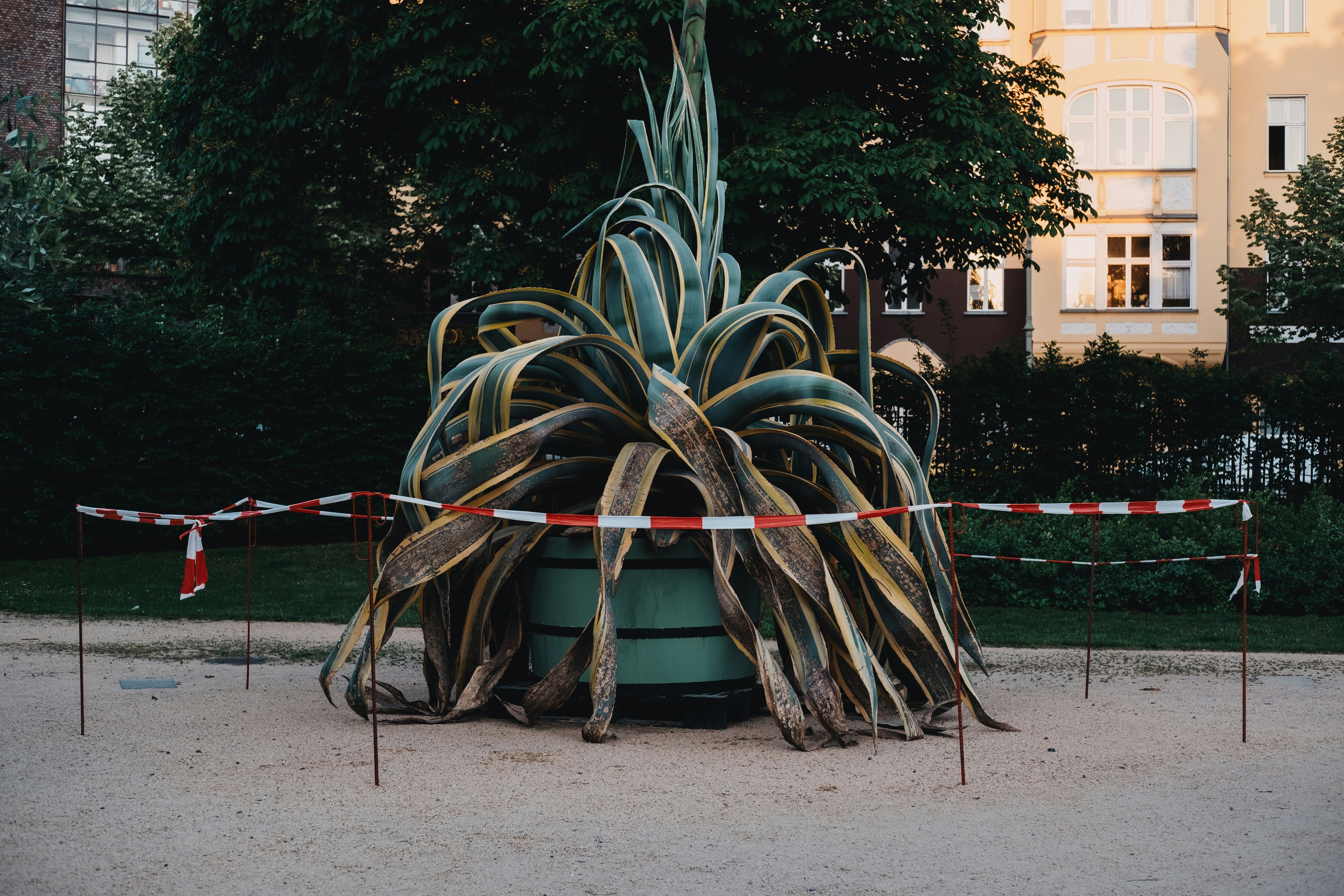 A large agave plant surrounded by caution tape in an urban park, highlighting the contrast between nature and human intervention.