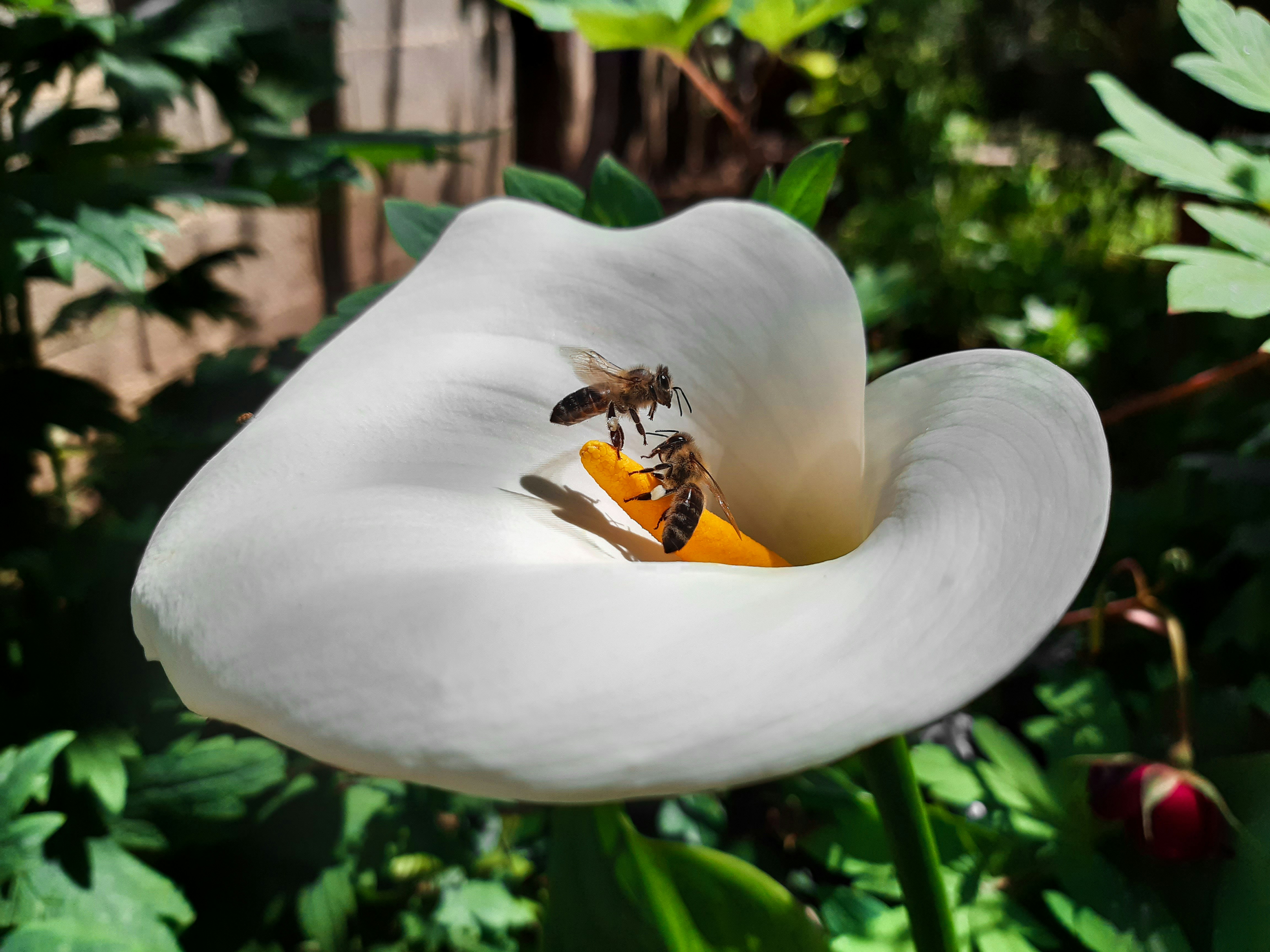 Close-up photograph of a white calla lily with two bees on its yellow center, set against a lush green garden backdrop.